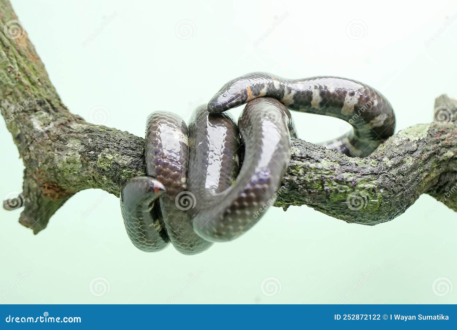 A Common Pipe Snake is Looking for Prey on a Dry Tree Branch. Stock ...