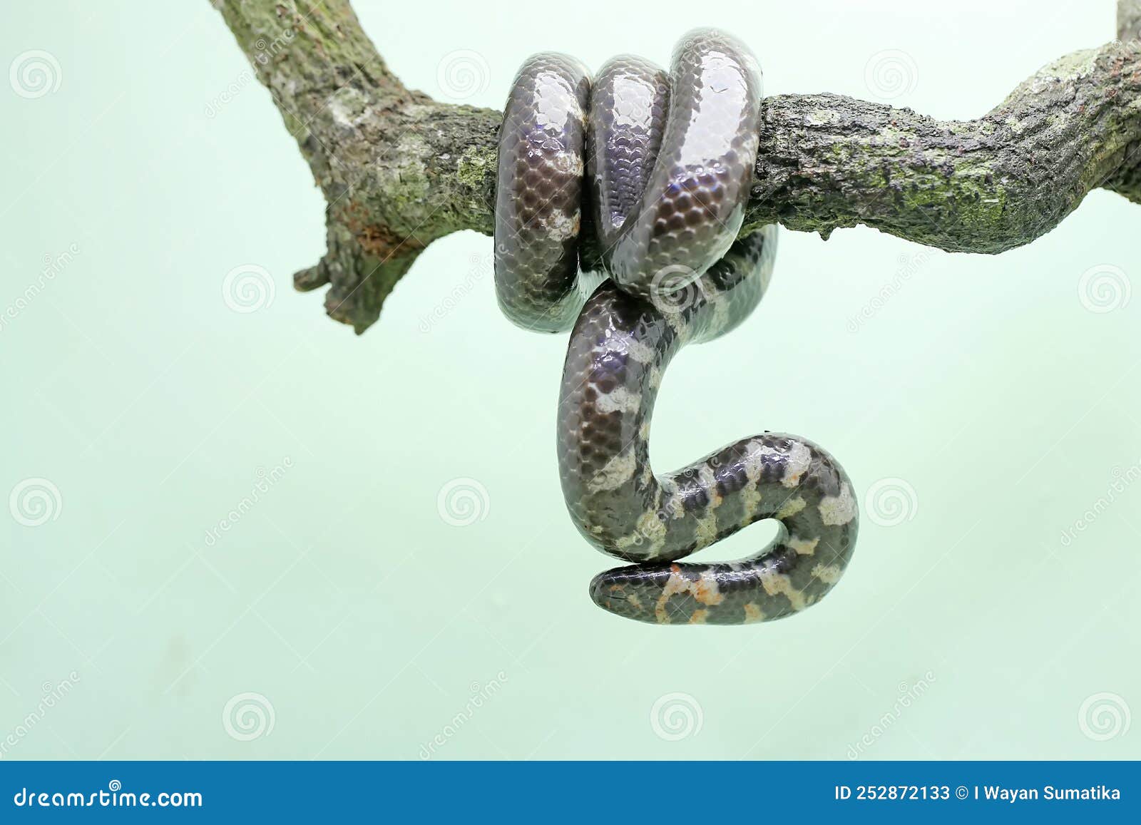 A Common Pipe Snake is Looking for Prey on a Dry Tree Branch. Stock ...