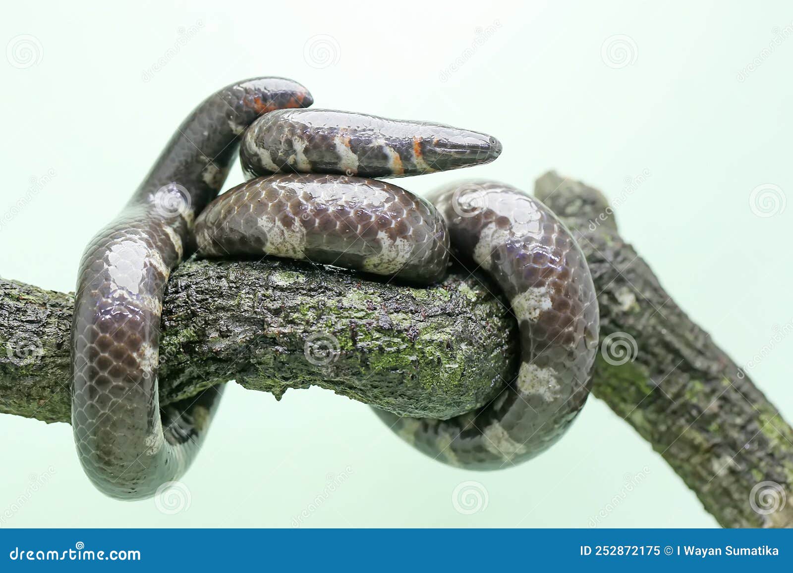 A Common Pipe Snake is Looking for Prey on a Dry Tree Branch. Stock ...
