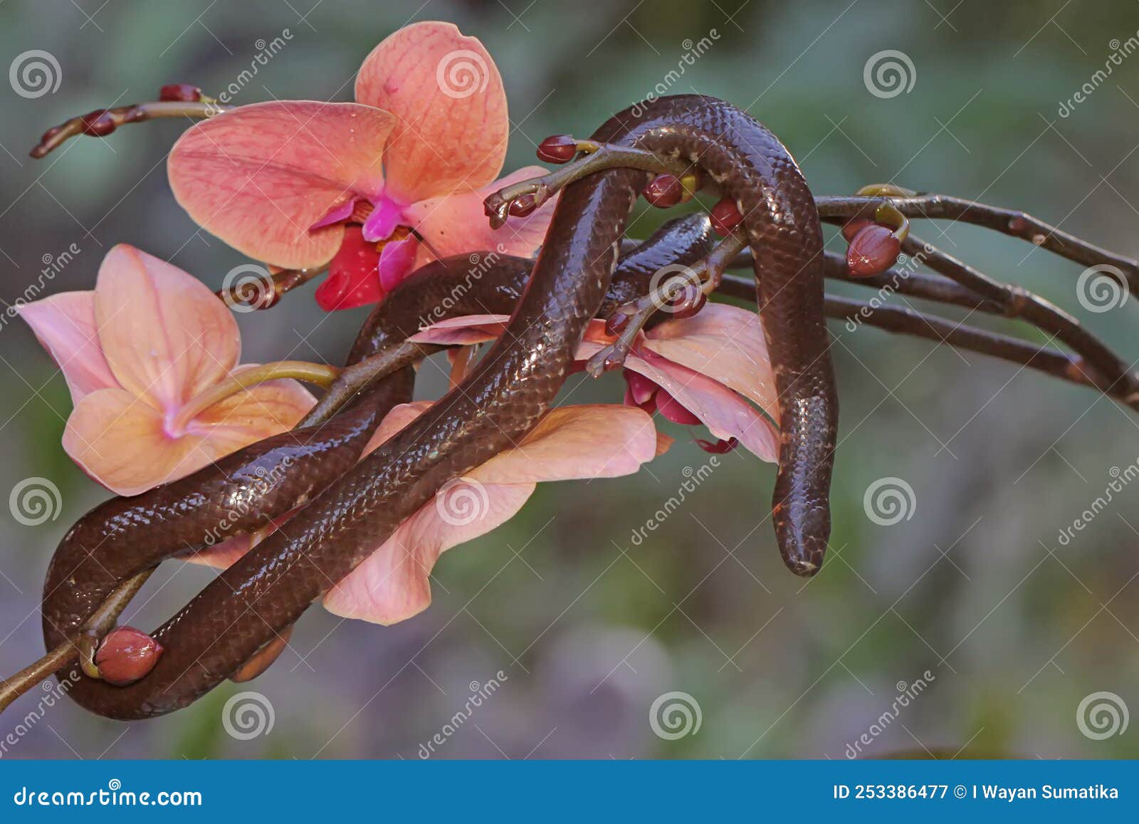 A Common Pipe Snake Is Looking For Prey On A Dry Tree Branch. Stock ...