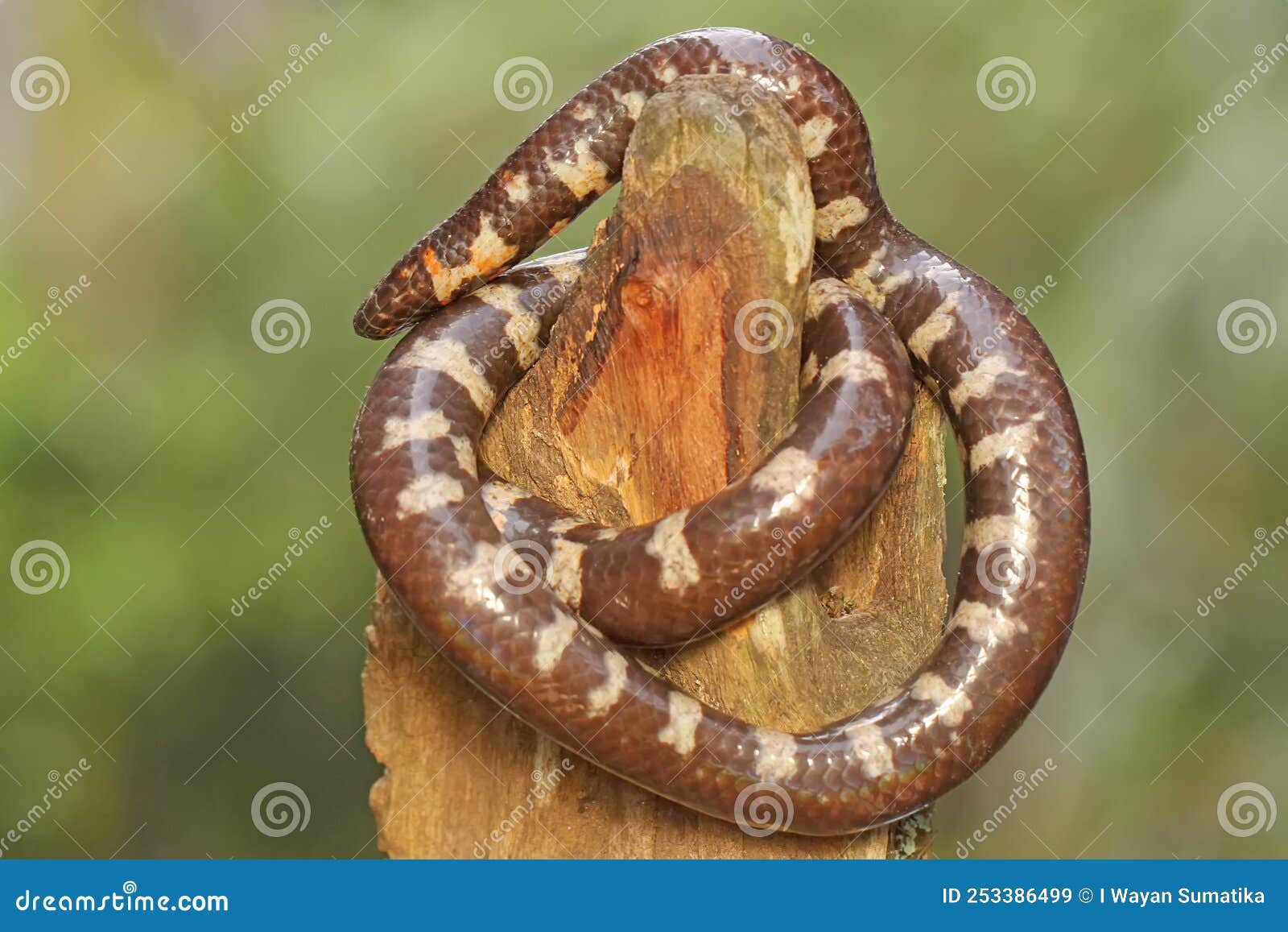 A Common Pipe Snake Is Looking For Prey On A Dry Tree Branch. Stock ...
