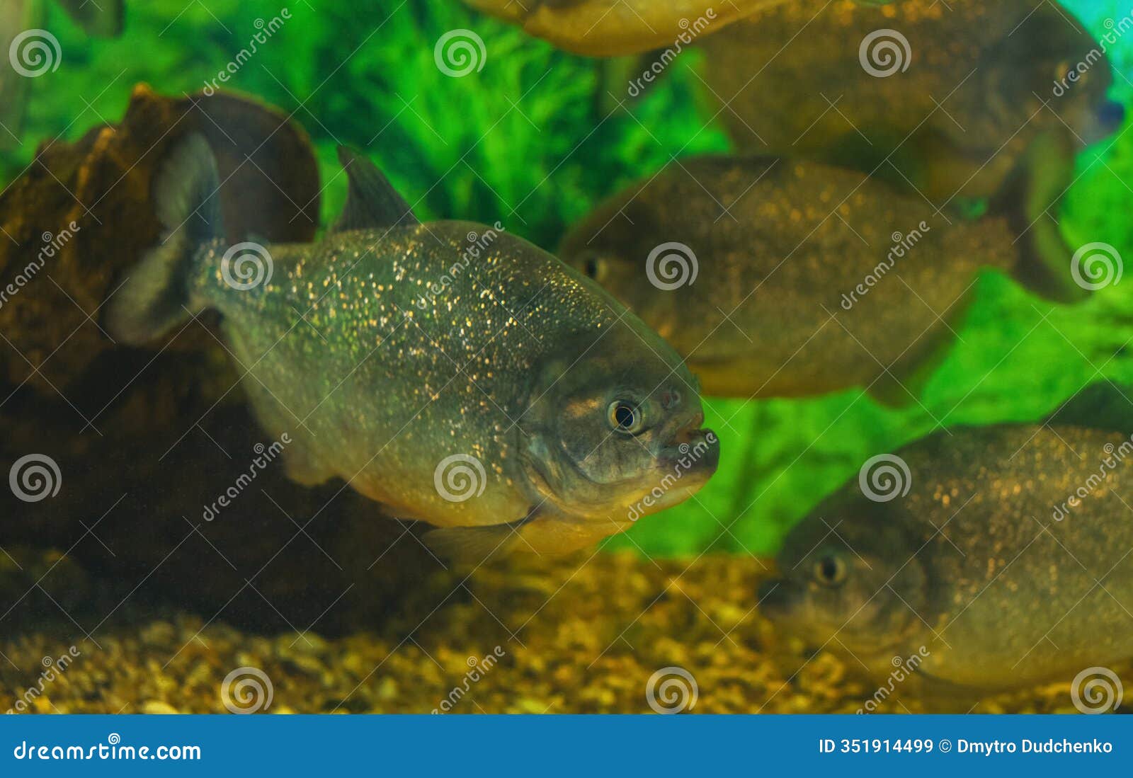 Piranha Fish And Human Skeleton Underwater Abstract Composition Royalty ...
