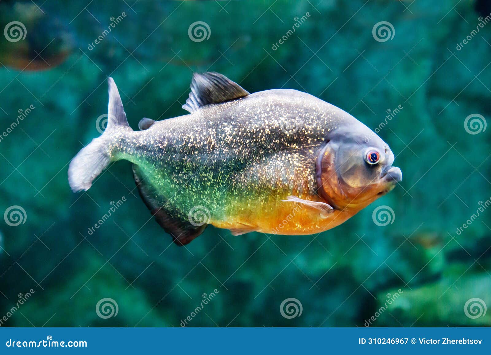 The Common Piranha Fish (Latin Pygocentrus Nattereri) is Silvery in ... The Common Piranha Fish (Latin Pygocentrus Nattereri) is Silvery in ...
