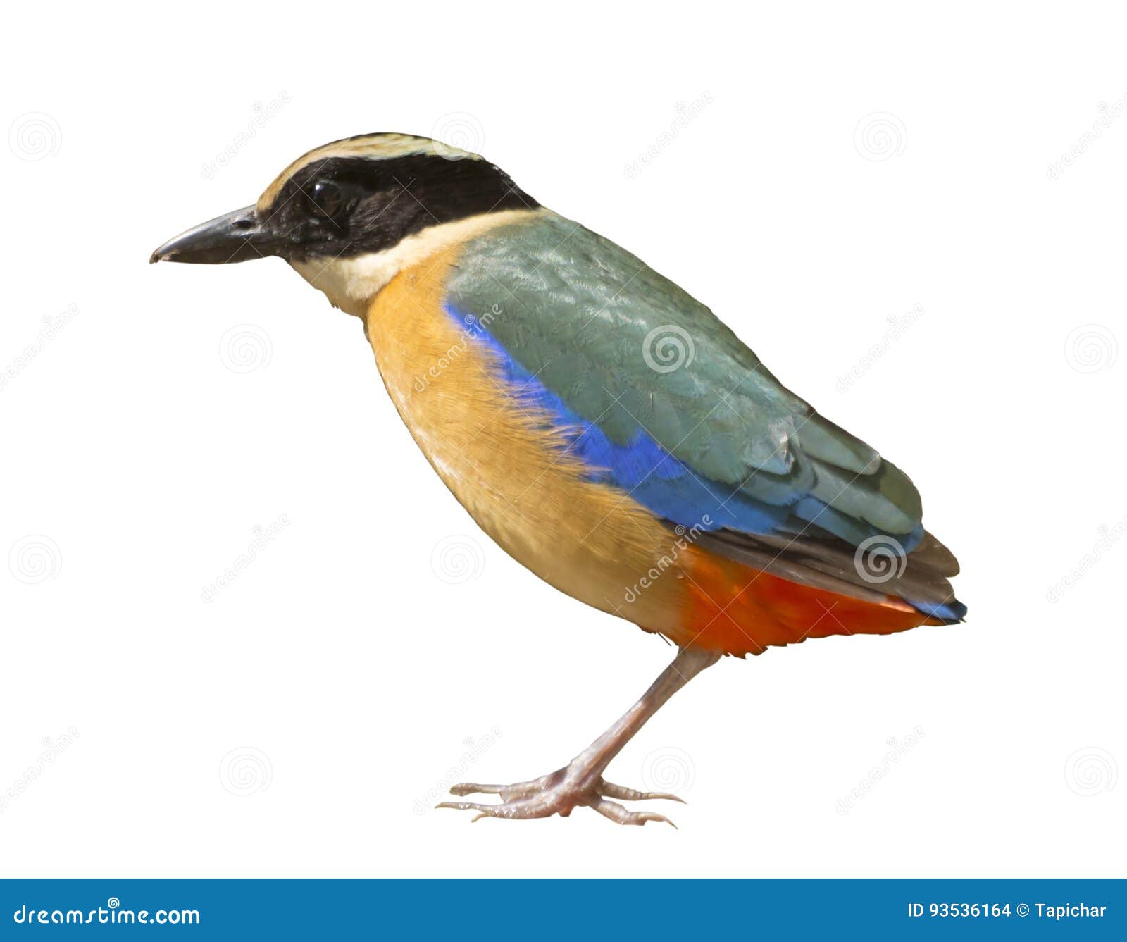 Common Pitta Bird Isolated. Stock Photo - Image of isolated, species ...