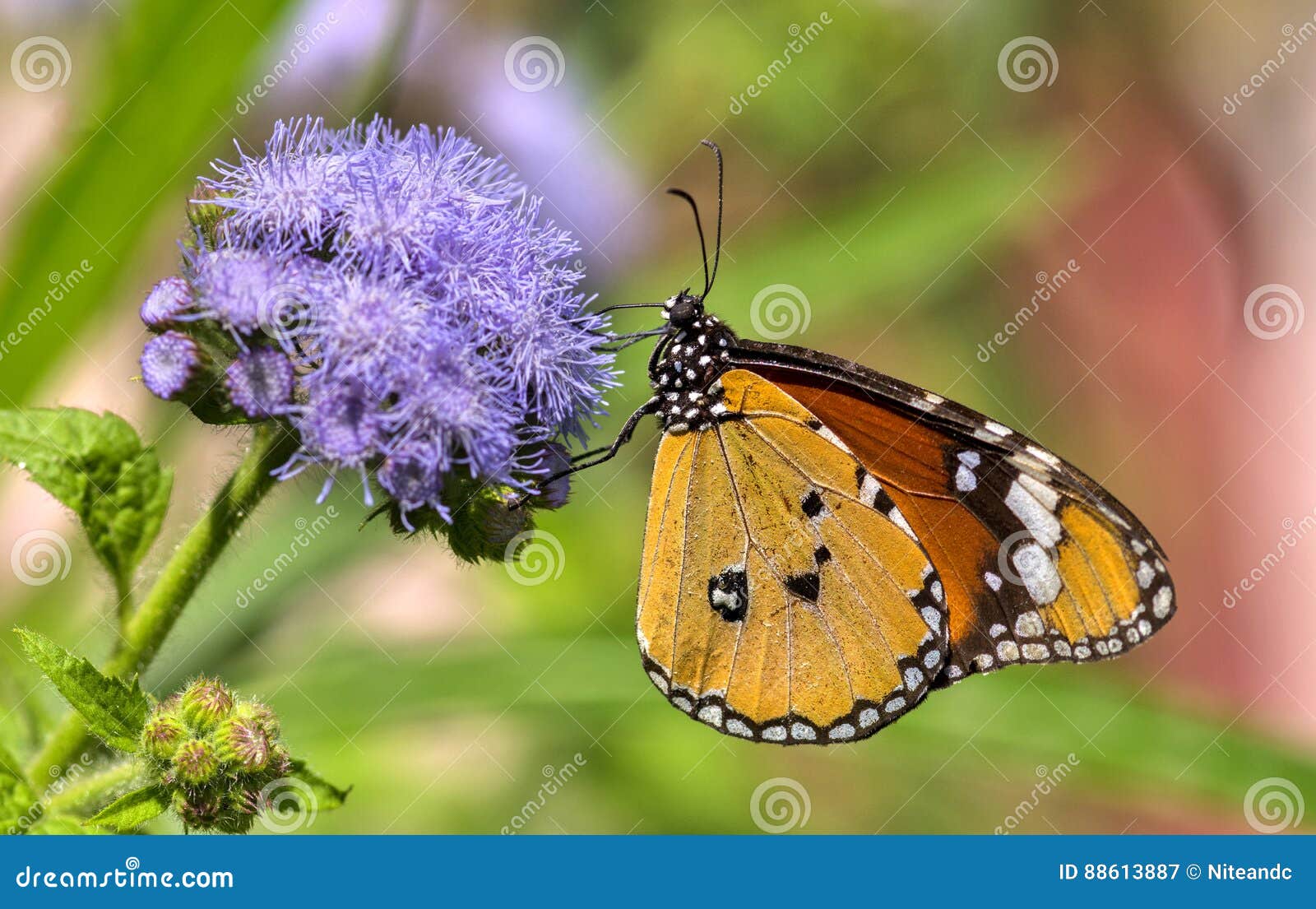 Common Plain Tiger Butterfly Stock Photography | CartoonDealer.com #3148172