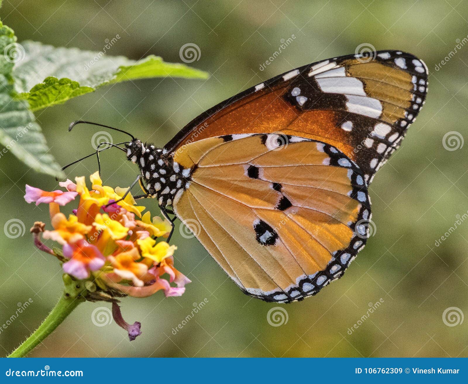 Common Plain Tiger Butterfly Stock Image - Image of insect, plain ...