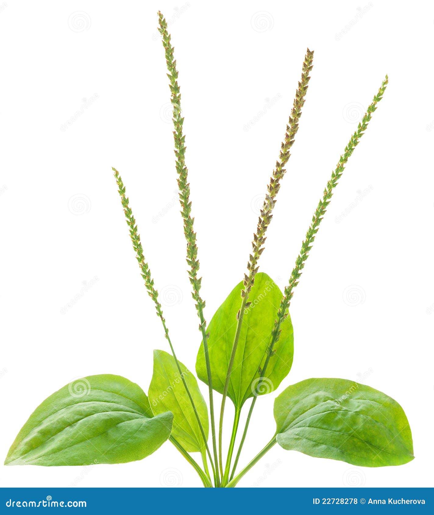 Common plantain stock photo. Image of package, plantago - 22728278