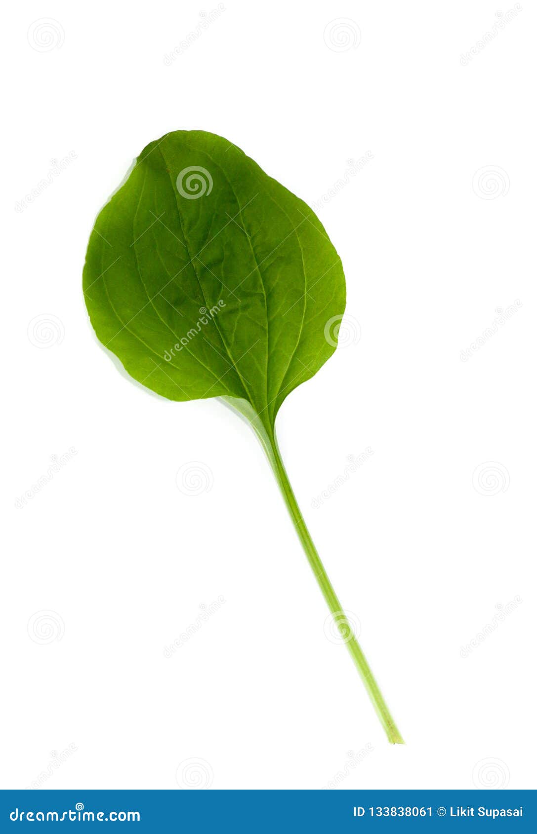 Common Plantain White Background in Studio Stock Image - Image of ...