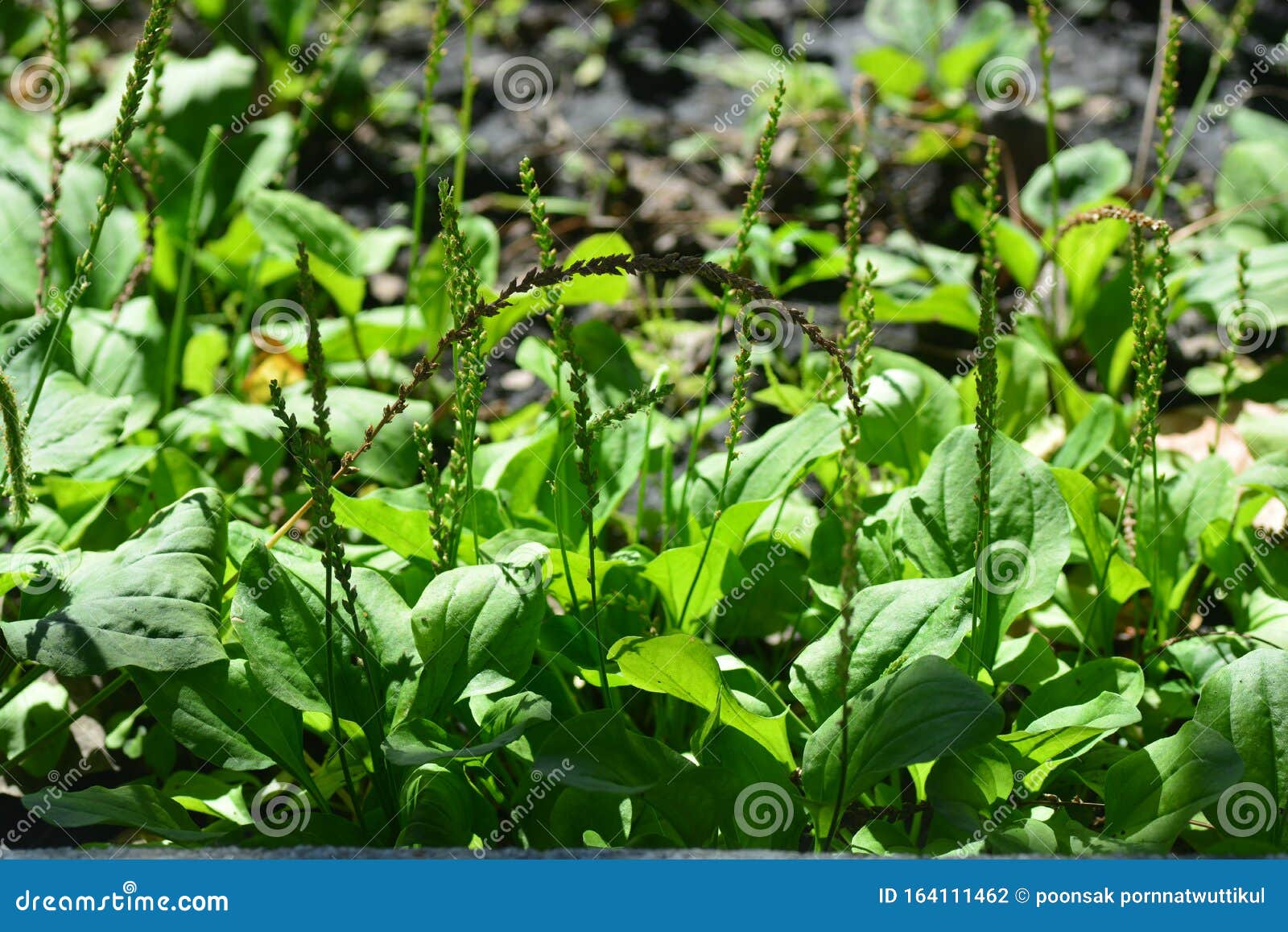 Common Plantain, Greater Plantain, Waybread or Plantago Major L Stock ...