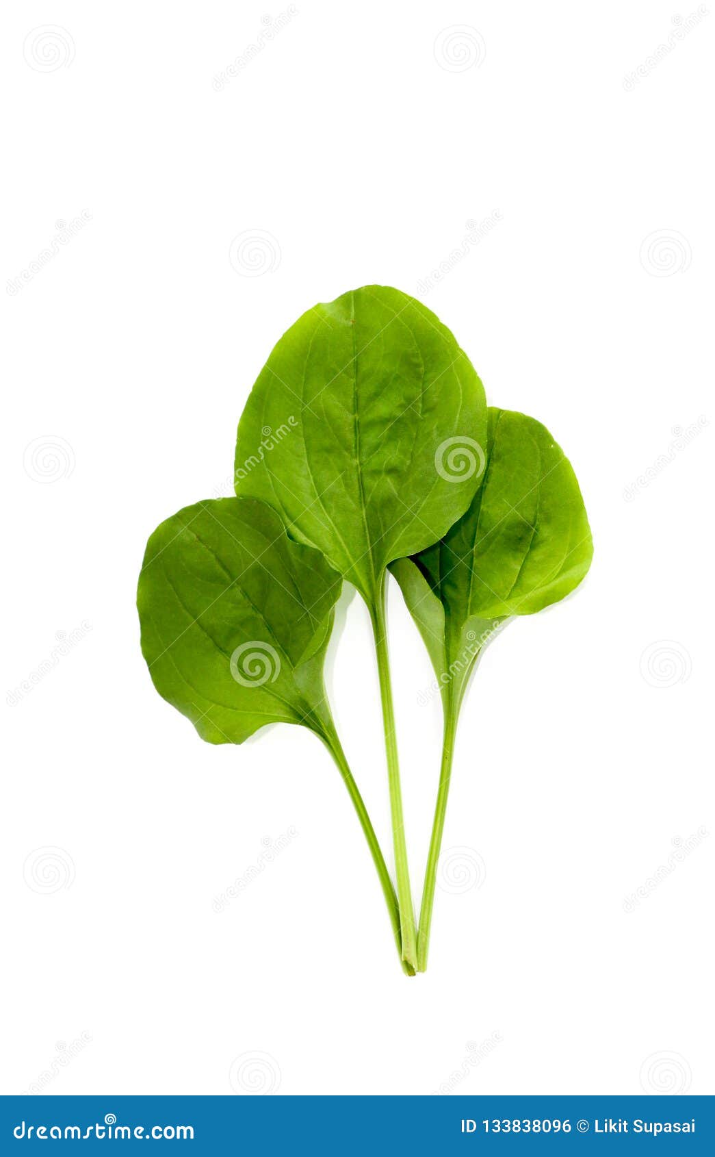 Common Plantain White Background in Studio Stock Photo - Image of ...