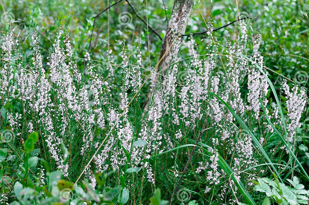 Common Plants in Polish Forest. Stock Photo - Image of garden, close ...