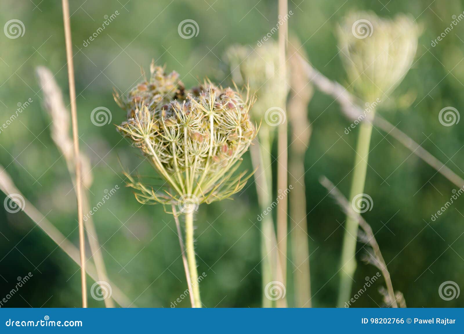 Common Plants in Polish Forest. Stock Photo - Image of perennial ...