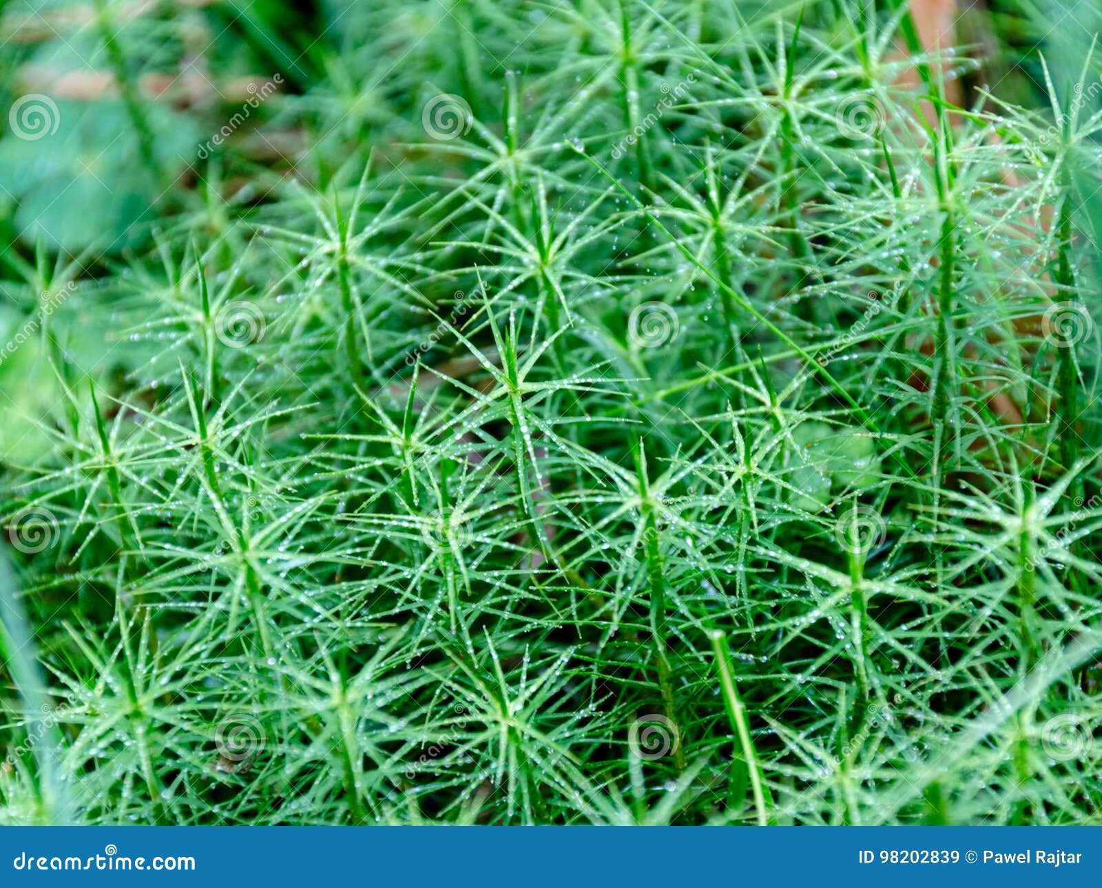 Common Plants in Polish Forest. Stock Image - Image of spring, poland ...