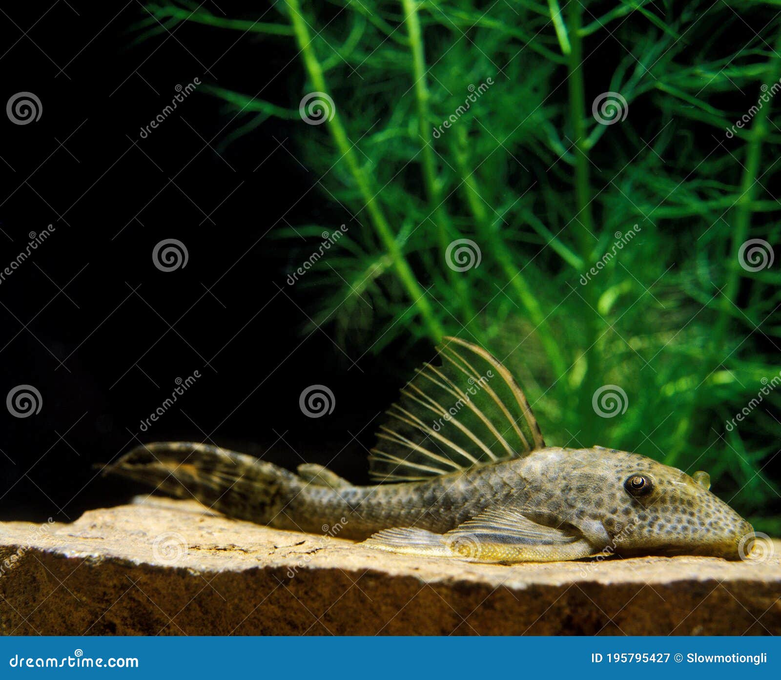 Common Pleco, Hypostomus Punctatus, Aquarium Fish Stock Image - Image ...