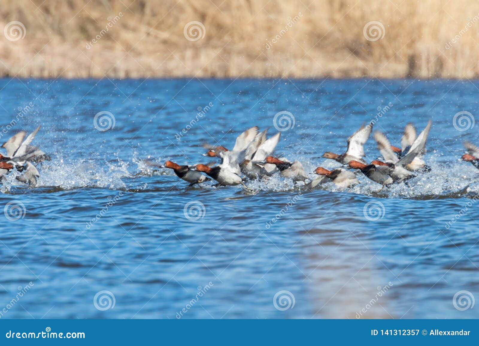 Common Pochard Ducks Flying Over Water Aythya Ferina Stock Image ...