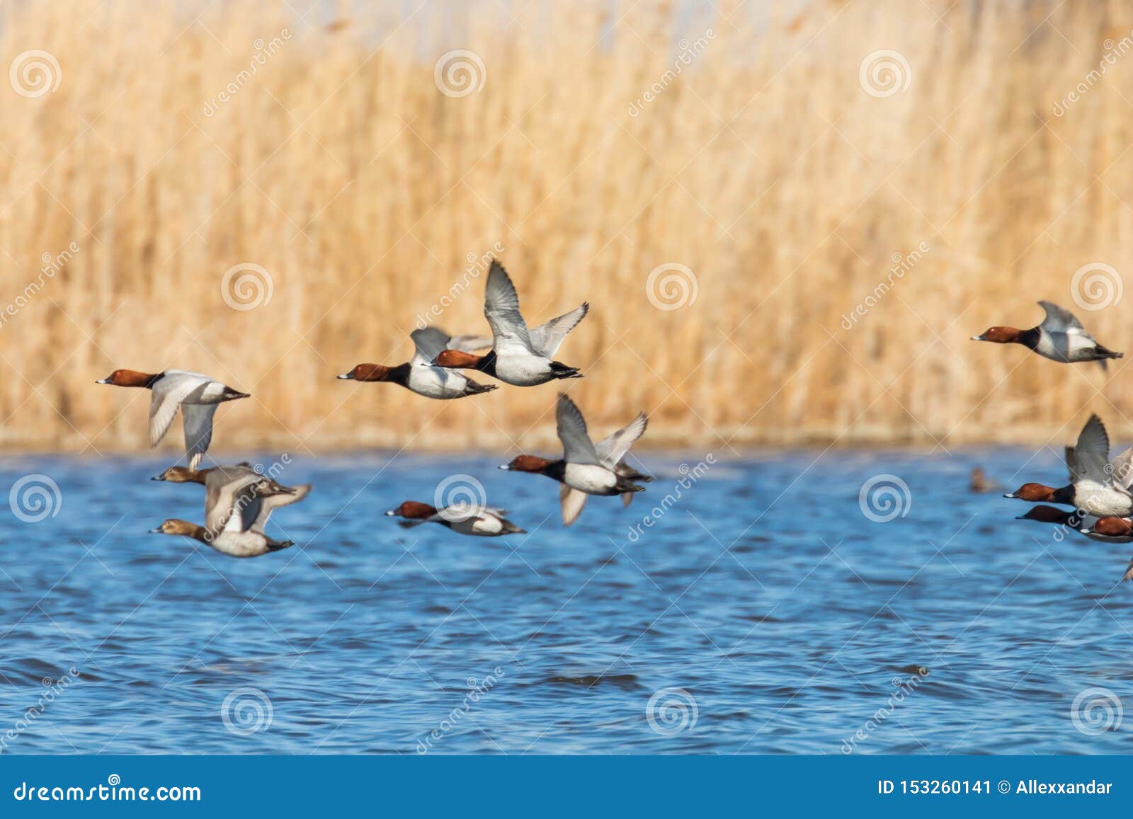 Ducks Flying Over Water Stock Photos - Download 851 Royalty Free Photos