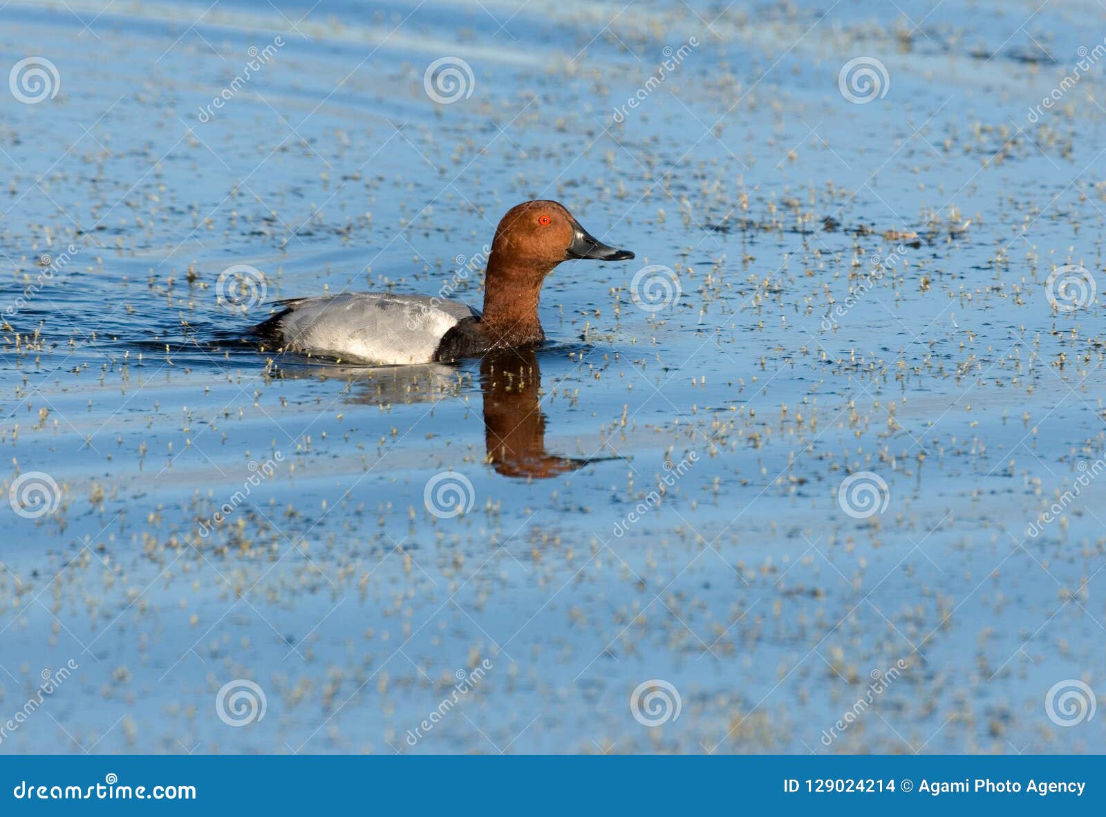 Common Pochard; Tafeleend; Aythya Ferina Stock Photo - Image of lake ...