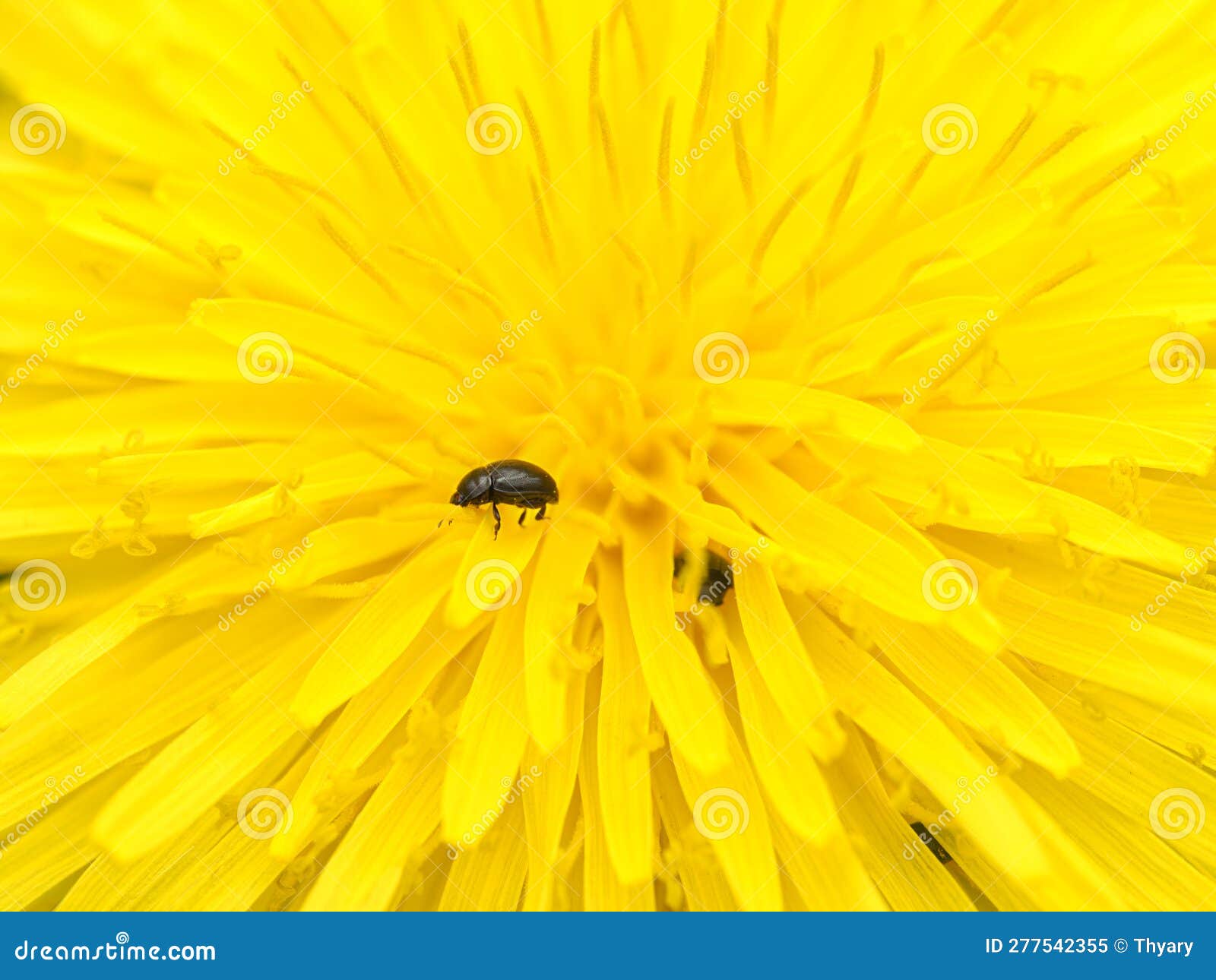 The Common Pollen Beetle (Brassicogethes Aeneus) Stock Image - Image of ...