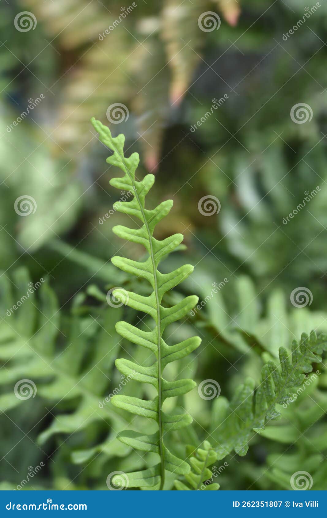 Common polyoidy stock image. Image of fern, locks, plant - 262351807