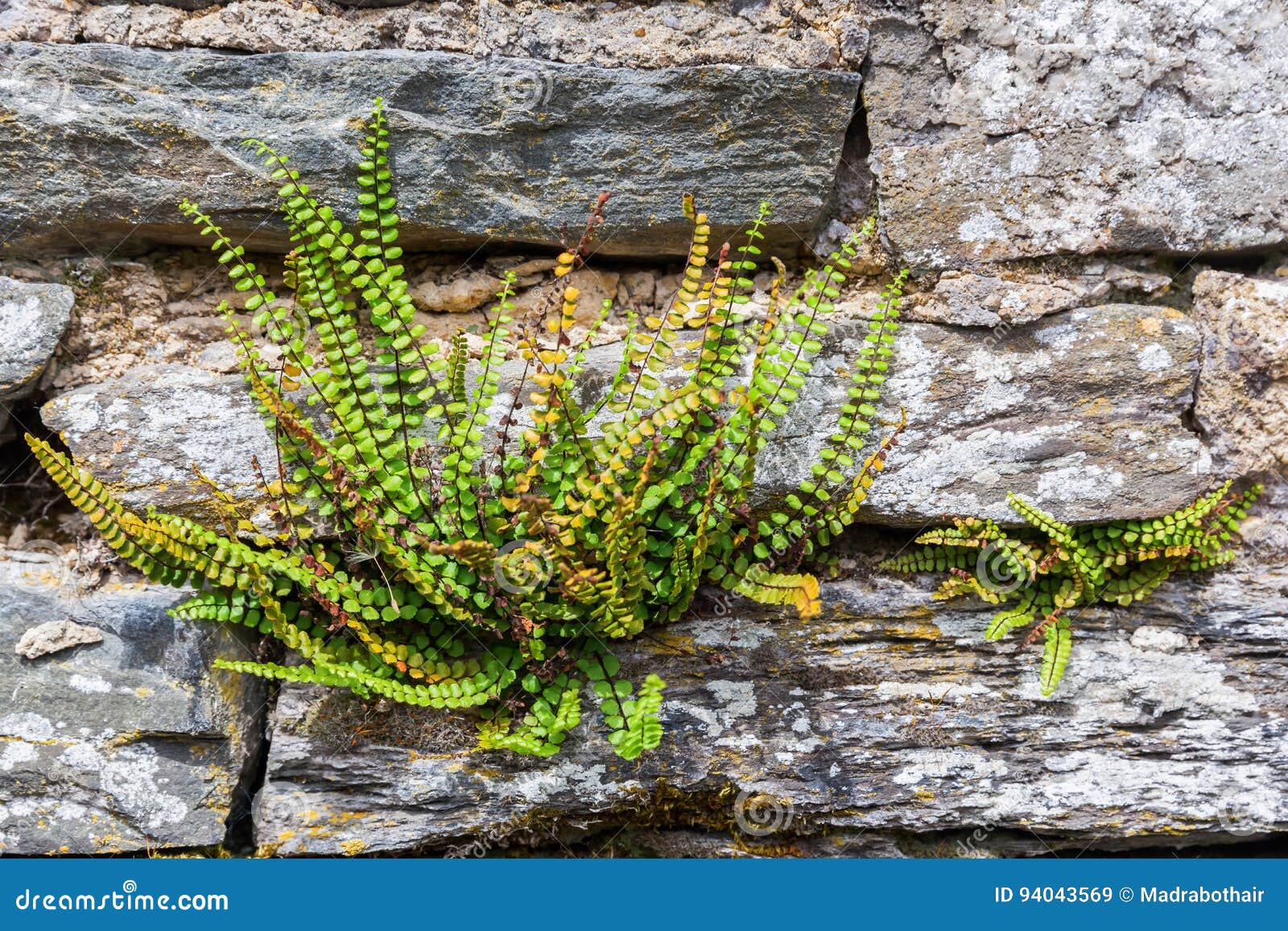 Common Polypody, Polypodium Vulgare Royalty-Free Stock Photography ...