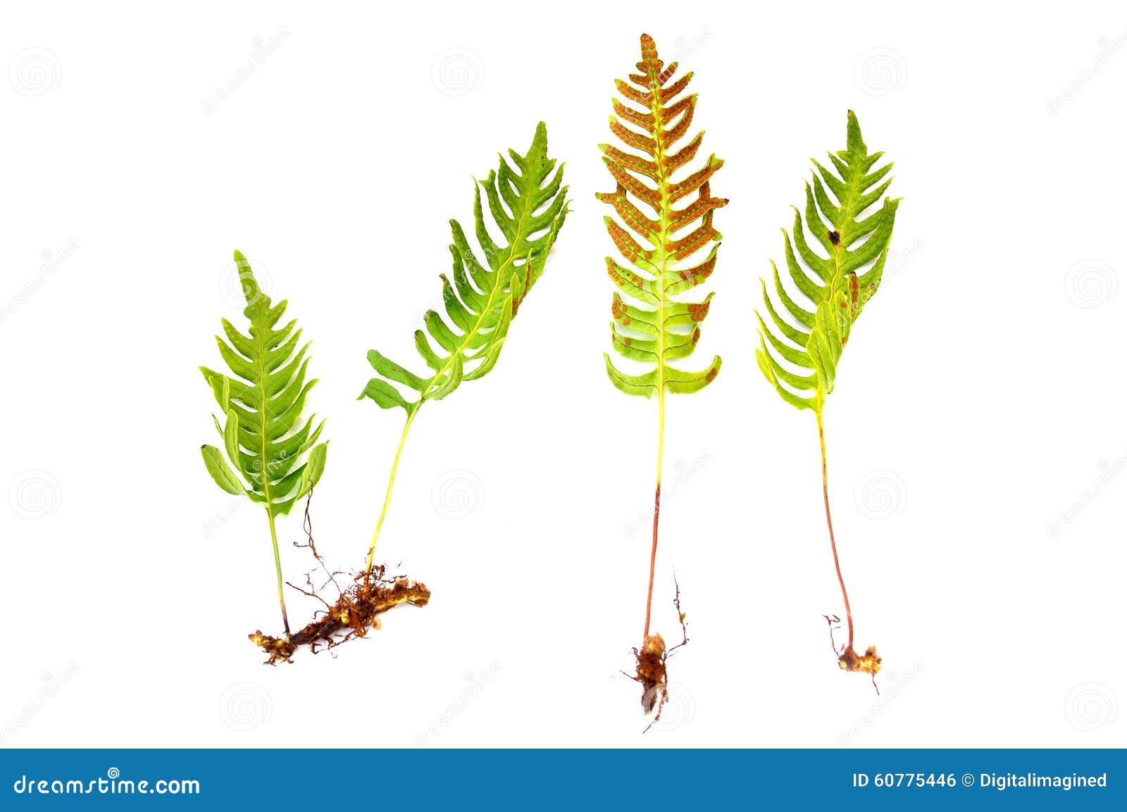 Common polypody stock photo. Image of fern, polypody - 60775446