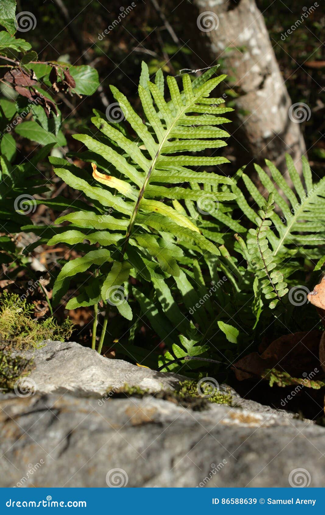 Common Polypody, Polypodium Vulgare Stock Image - Image of vegetal ...