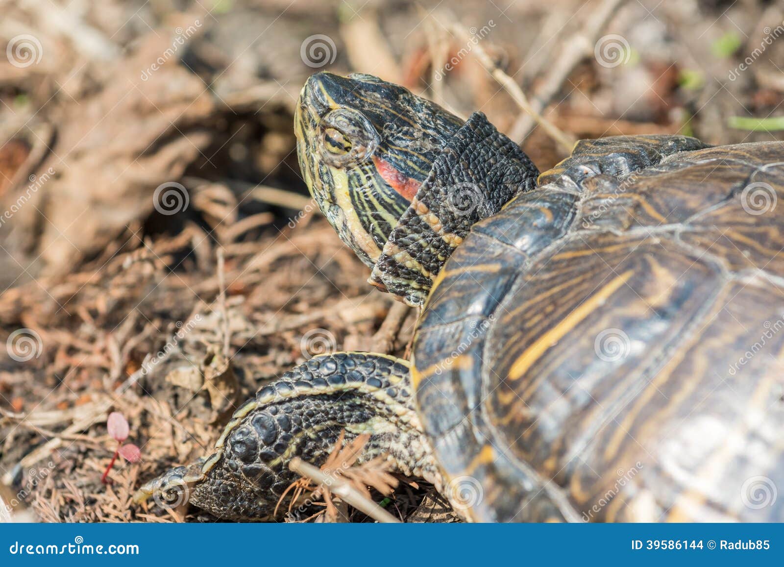 Common Pond Turtle stock photo. Image of neck, skin, travel - 39586144