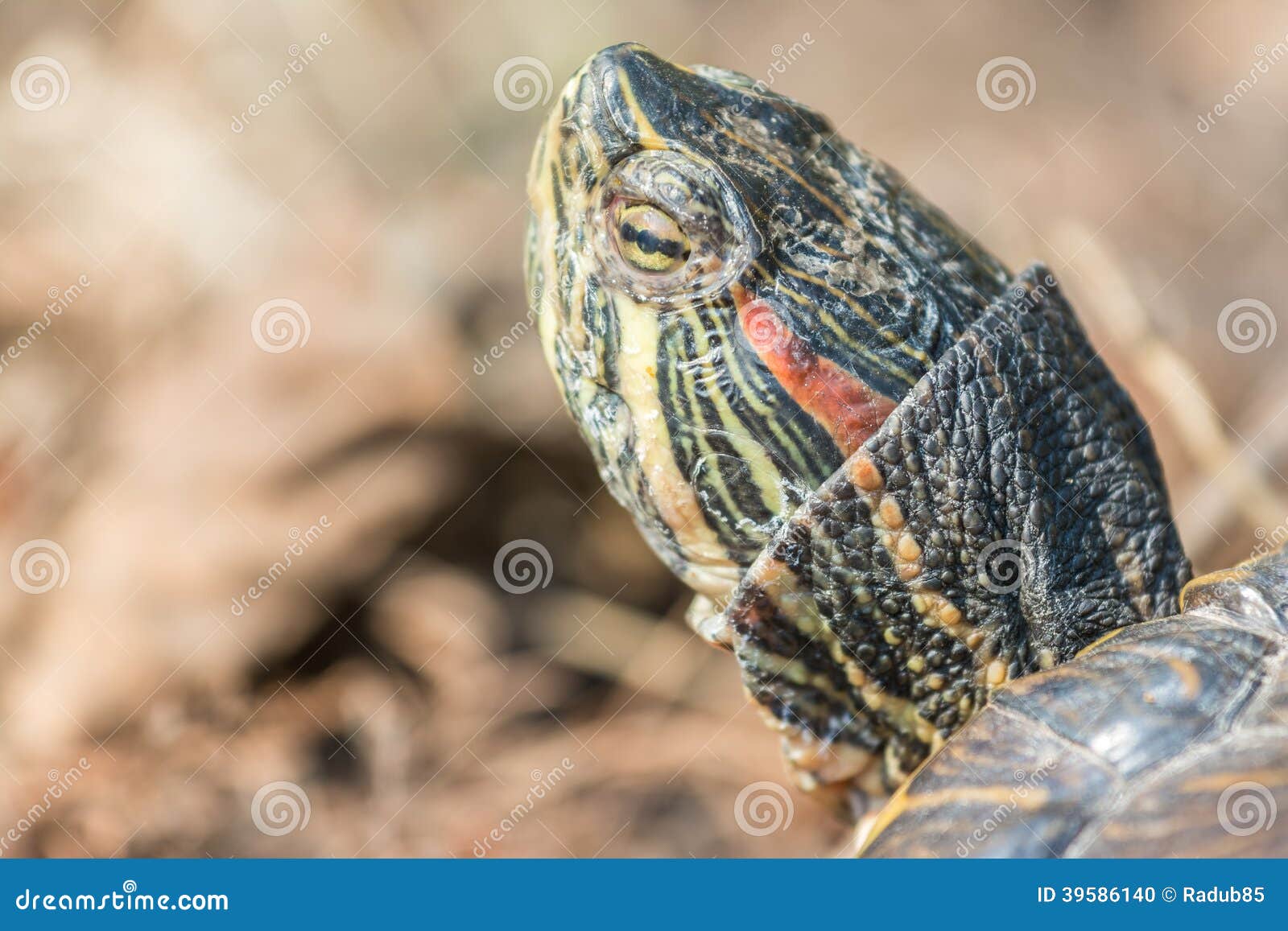 Common Pond Turtle Portrait Stock Photo - Image of tortoise, exotic ...