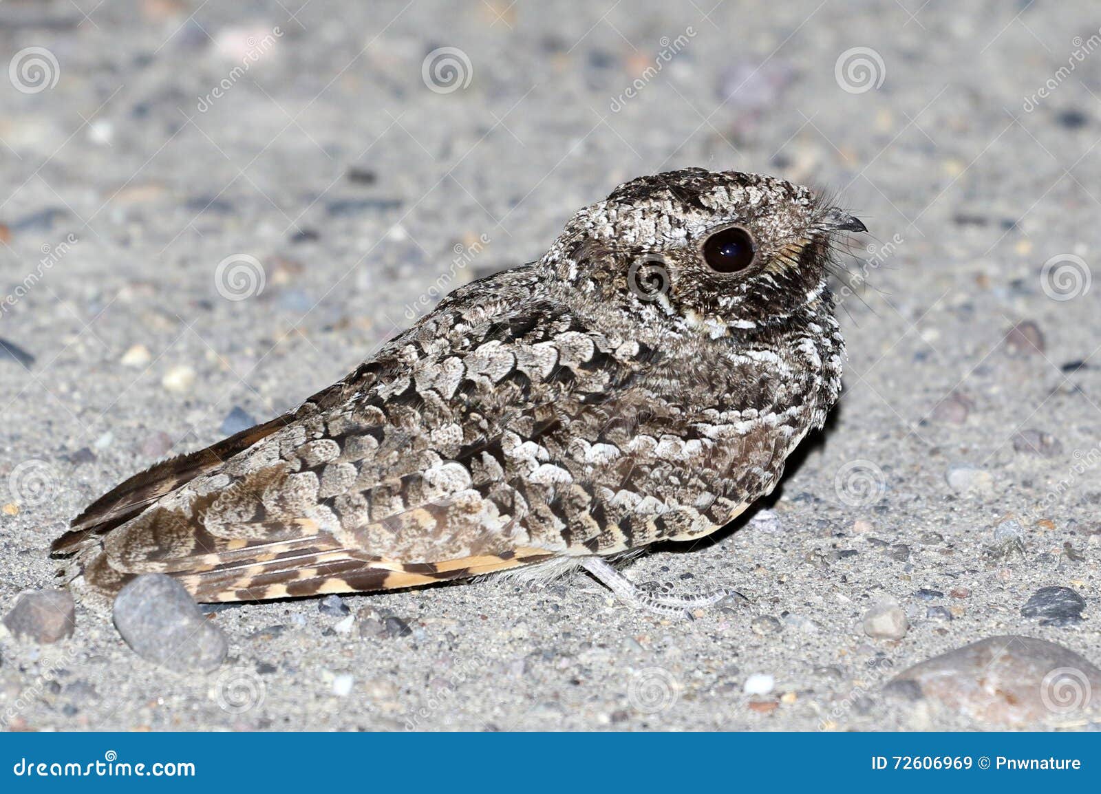 Common Poorwill at Night stock image. Image of cryptic - 72606969