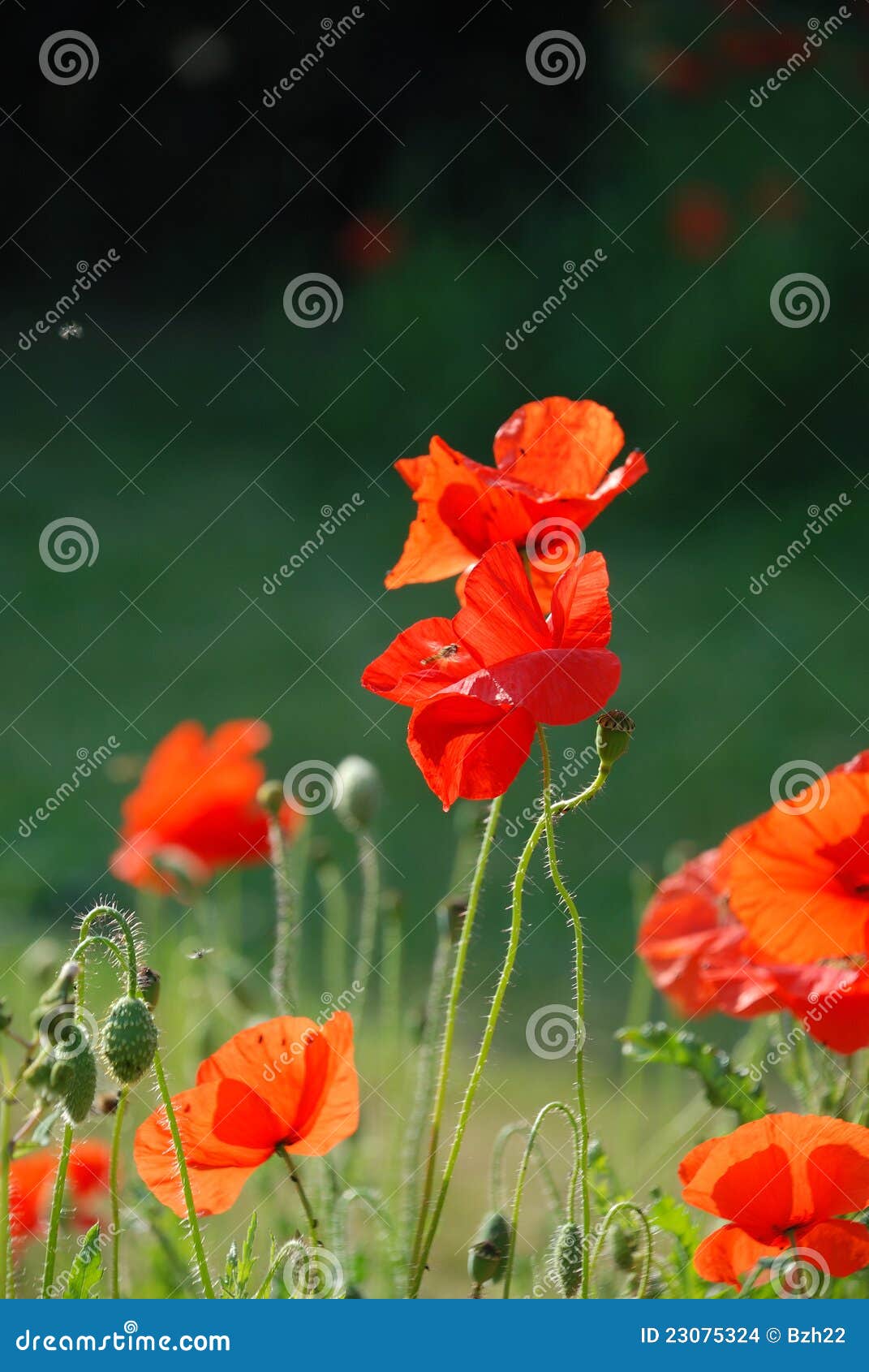 Common poppies stock photo. Image of papaveraceae, blossom - 23075324