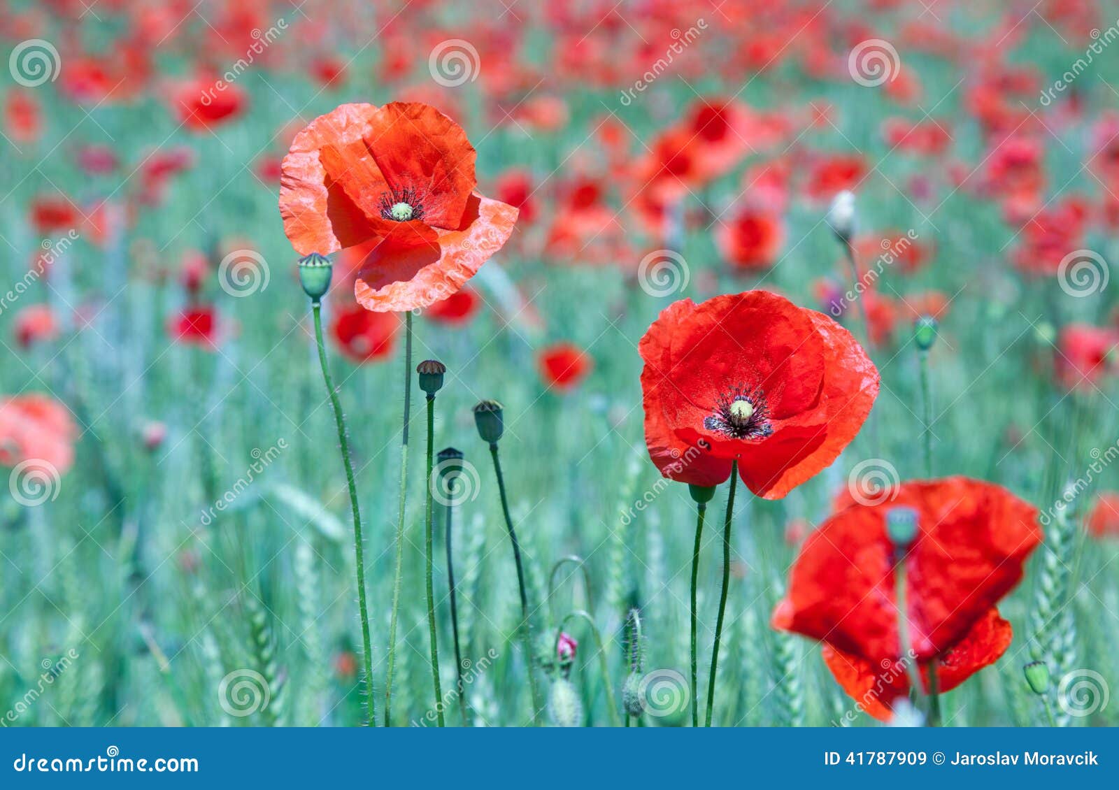 Common poppy stock image. Image of slovakia, agriculture - 41787909