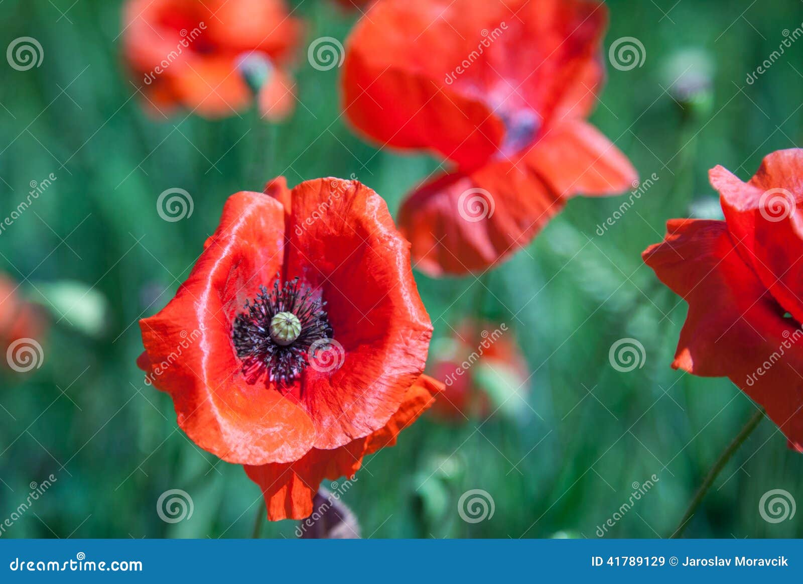 Common Poppy In Blurred Green Grass Background, Magnificent ...