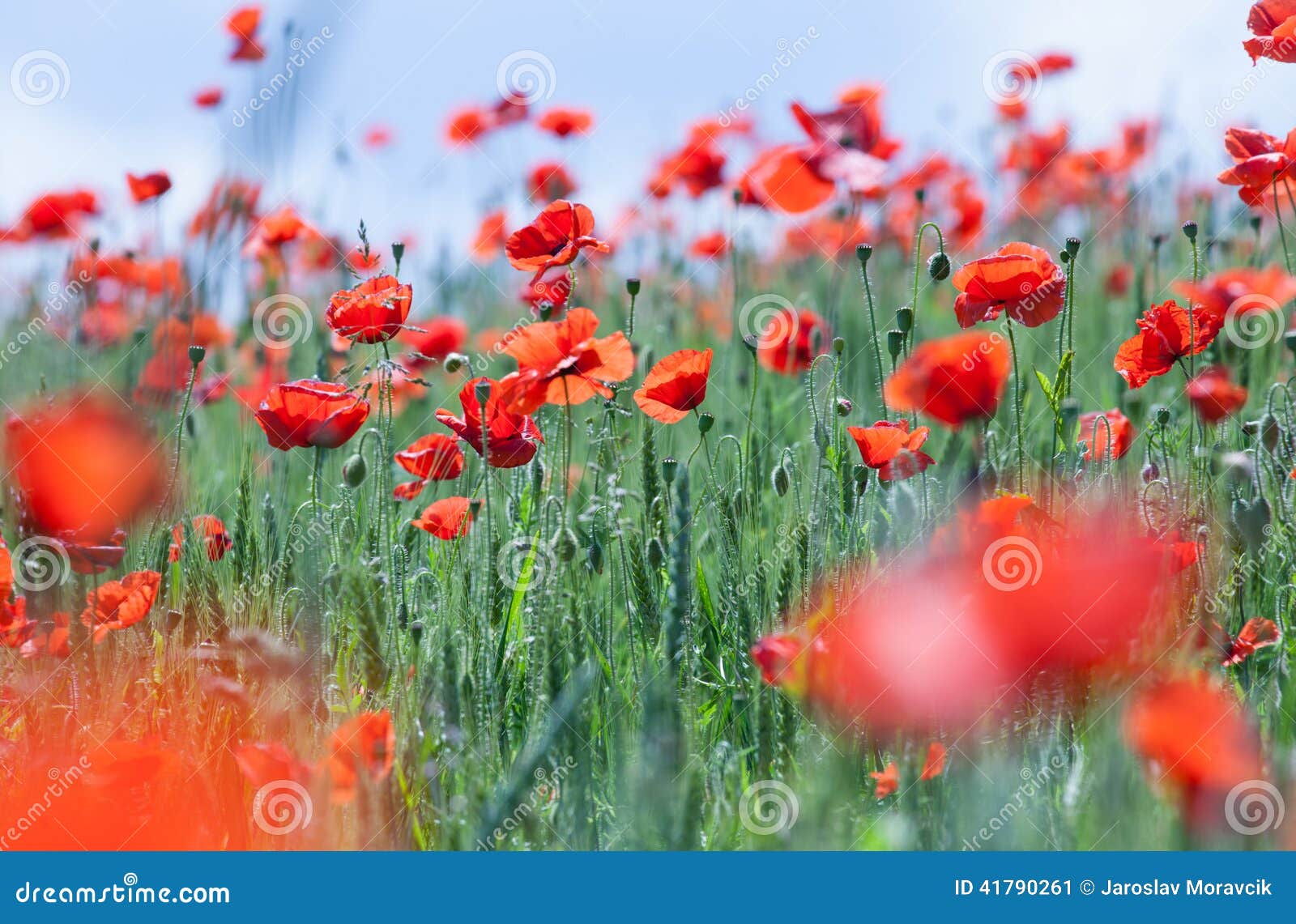 Common Poppy In Blurred Green Grass Background, Magnificent ...