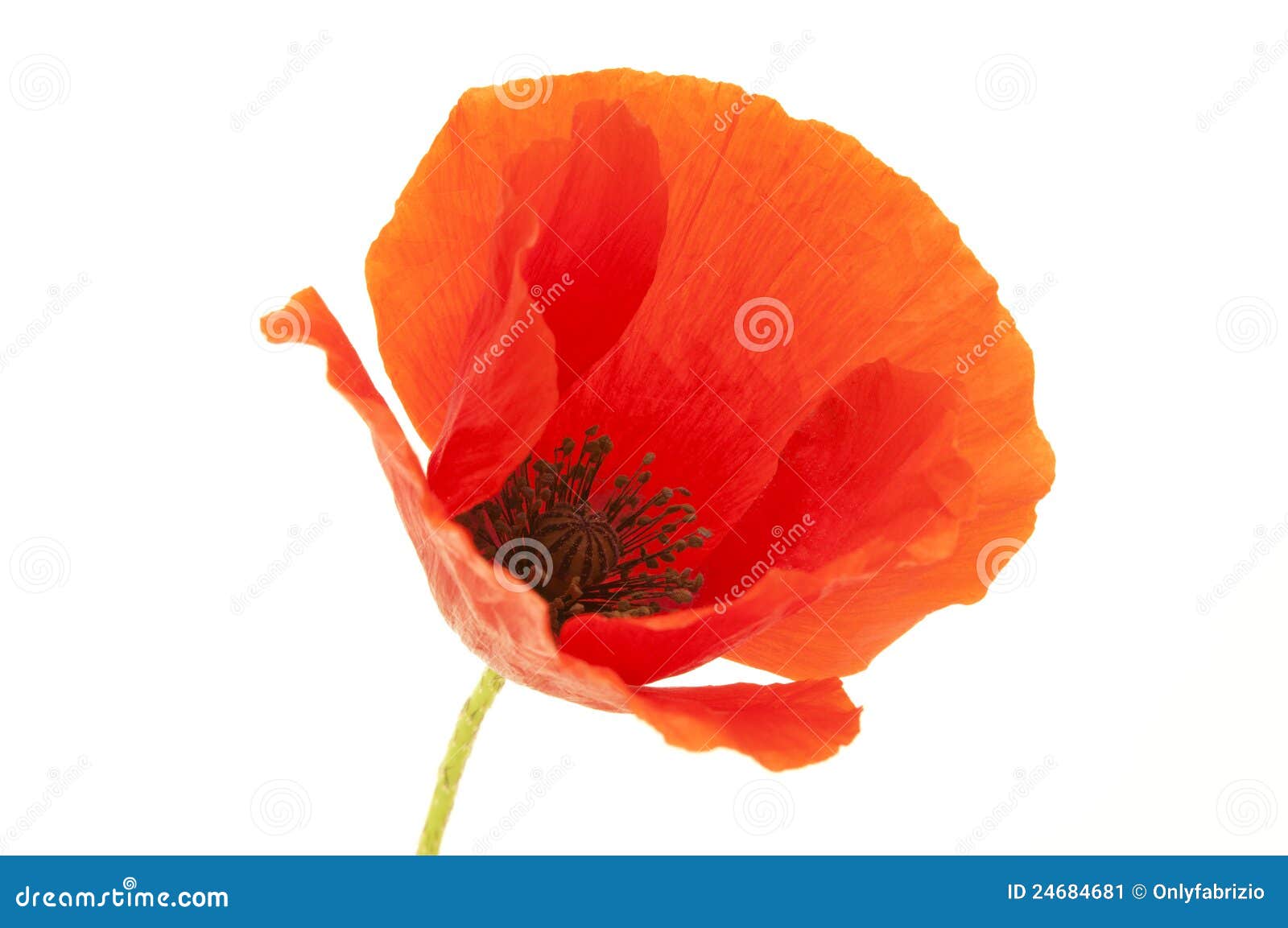 Common Poppy In Blurred Green Grass And Clear Blue Sky Background Among ...