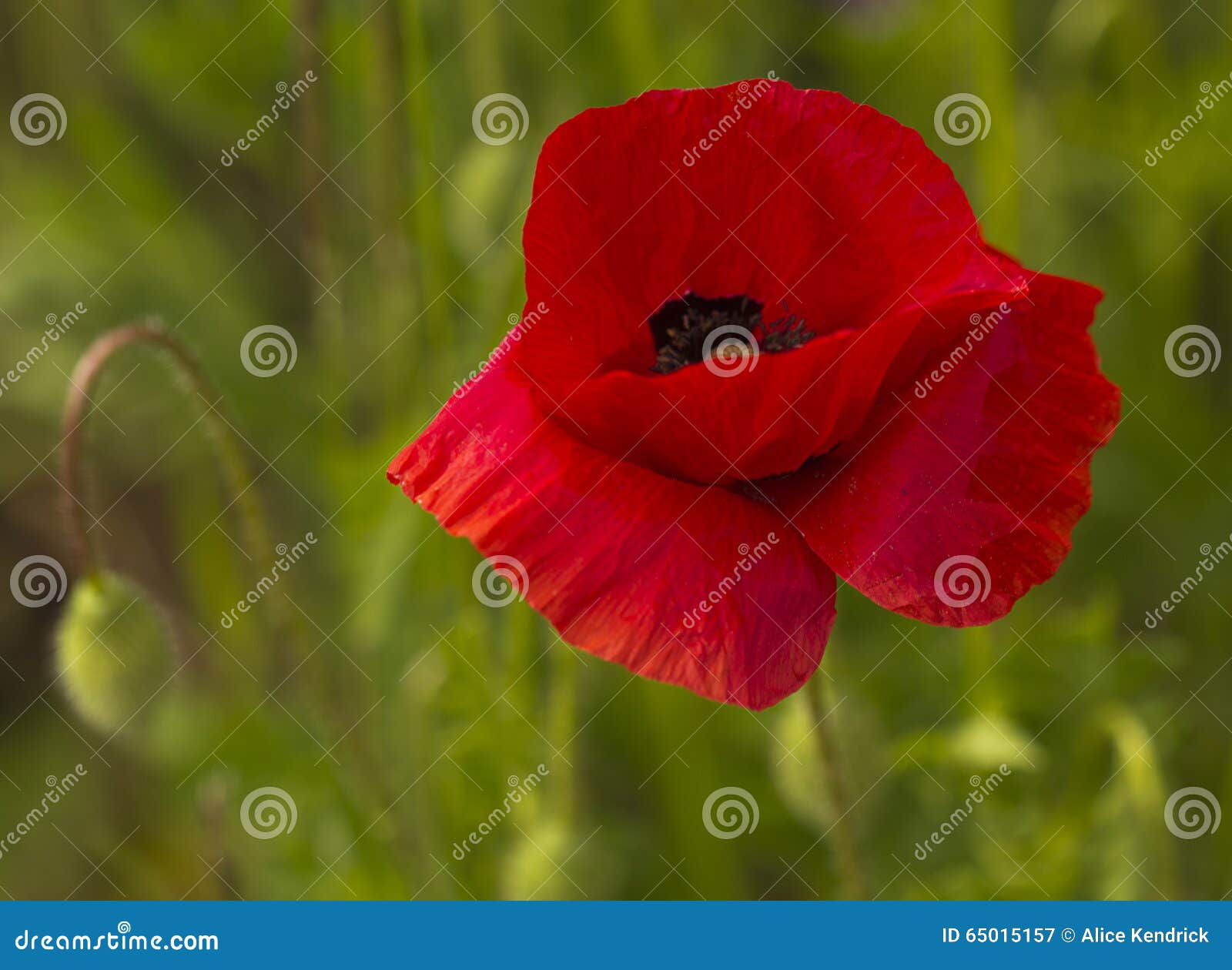Common Poppy In Blurred Green Grass Background, Magnificent ...