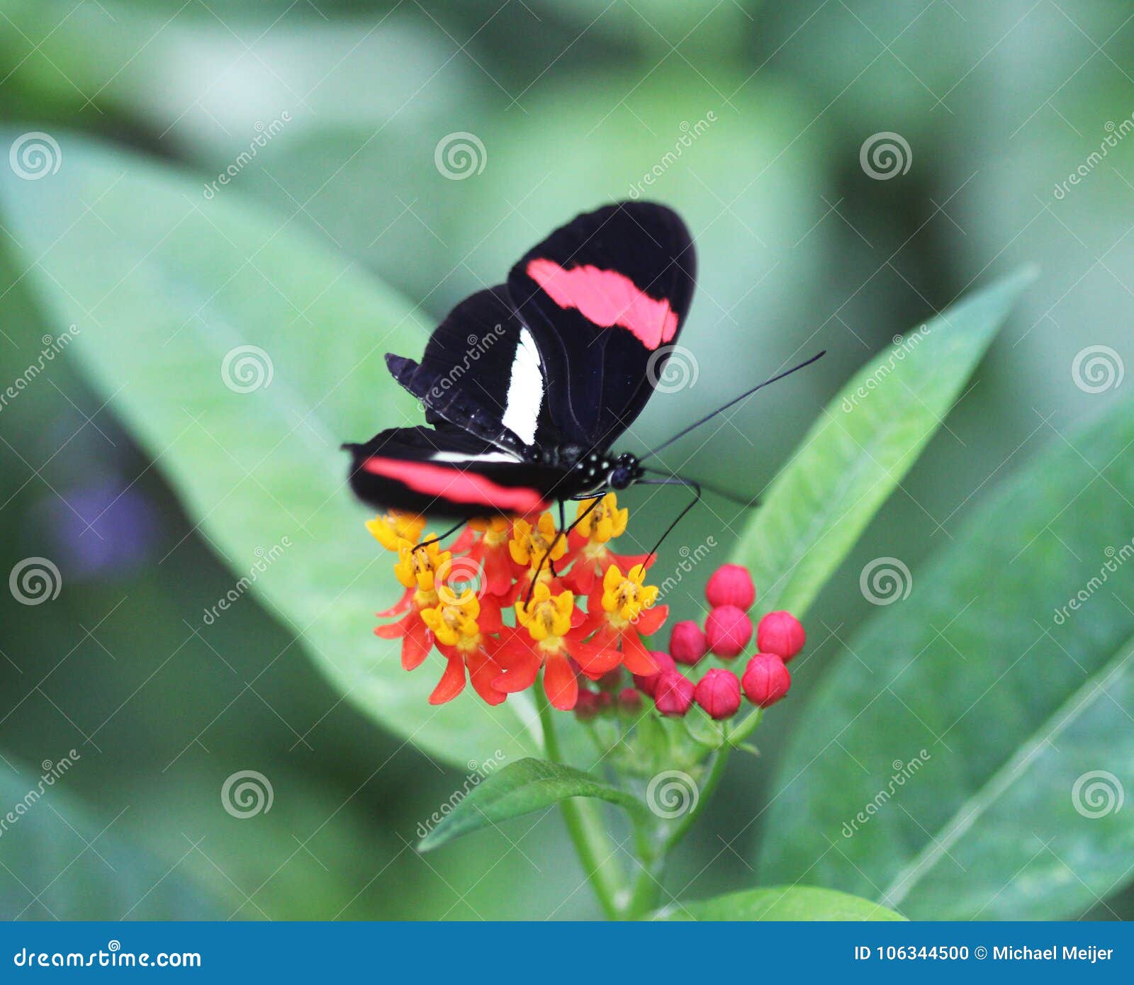 Common Postman Butterfly, Heliconius Melpomene Stock Photo - Image of ...