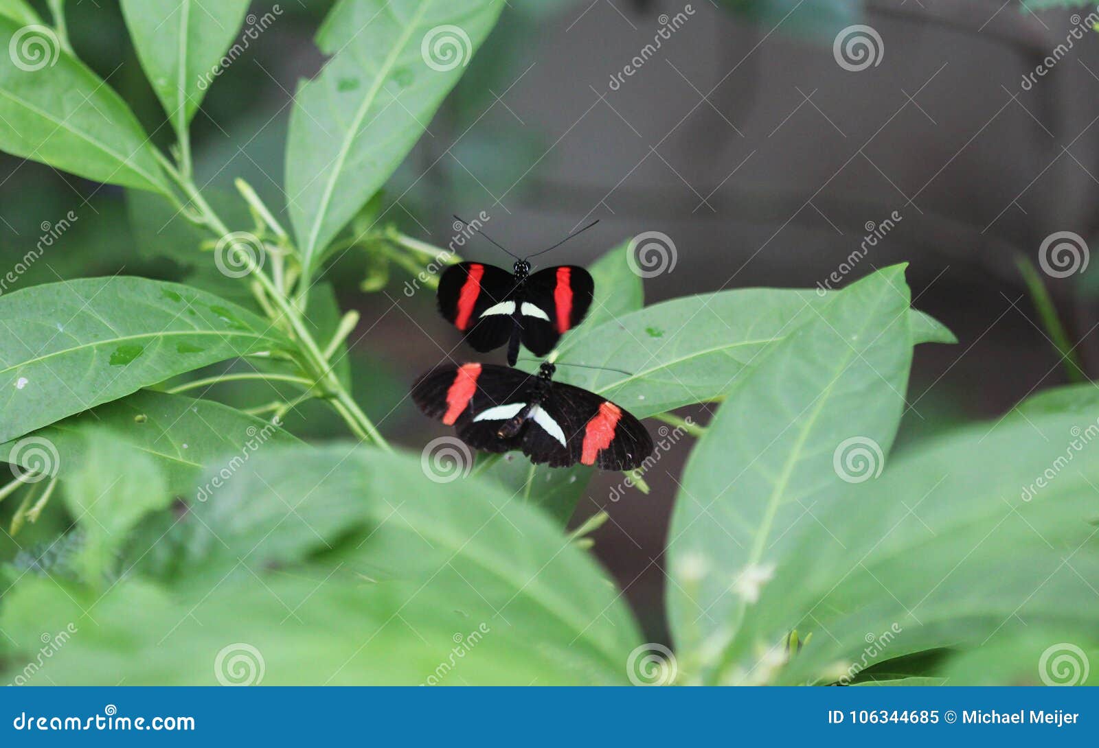 Common Postman Butterfly, Heliconius Melpomene Stock Image - Image of ...
