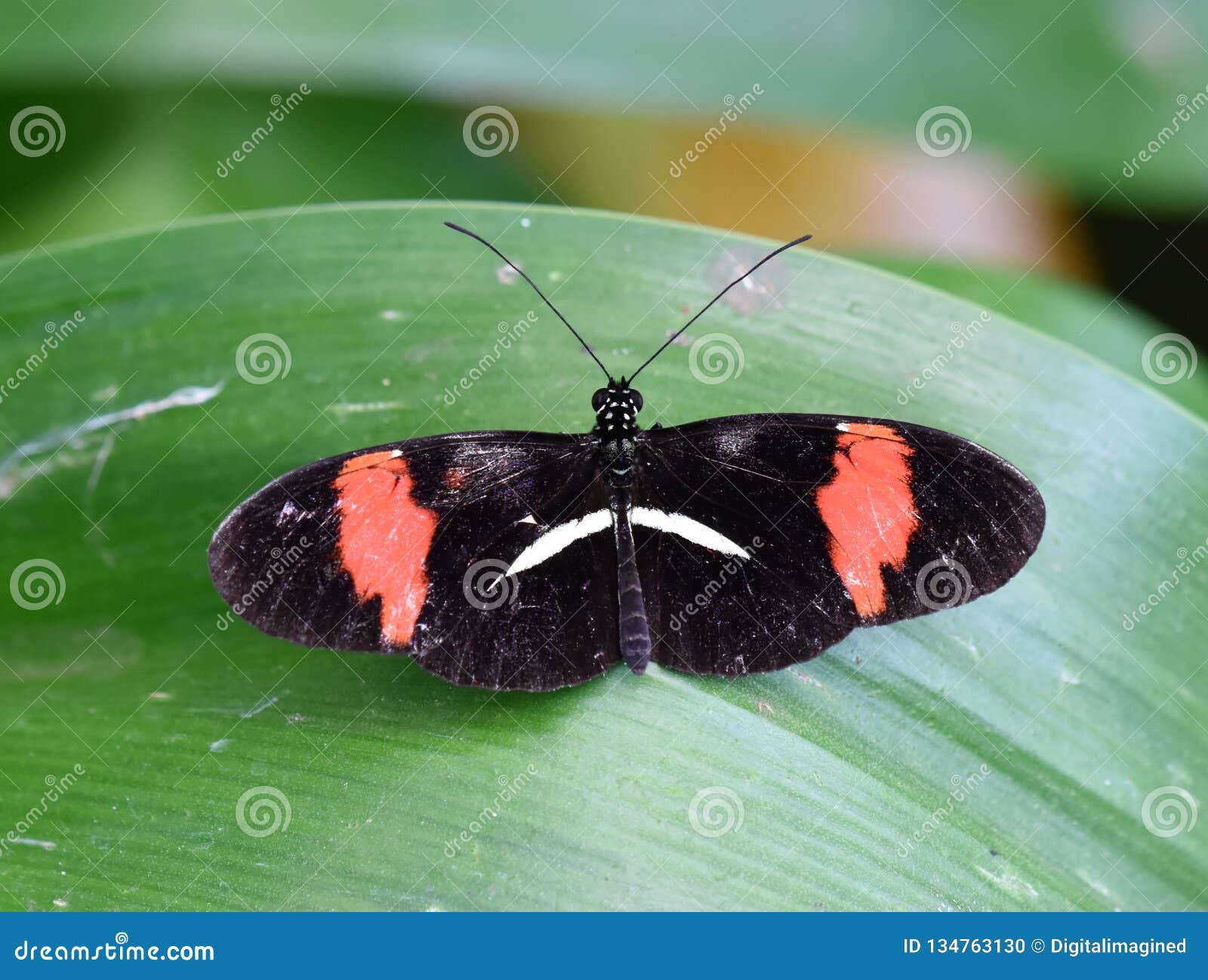 Common Postman Butterfly Heliconius Melpomene Stock Photo - Image of ...
