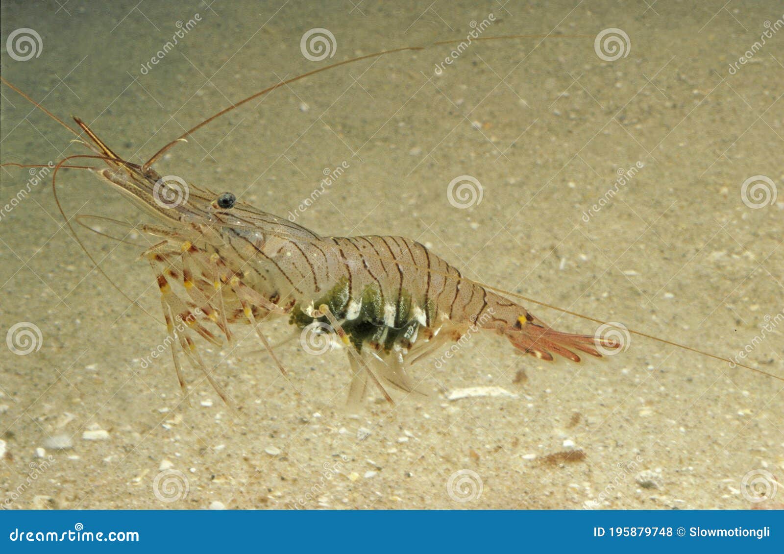 Common Prawn, Palaemon Serratus Stock Photo - Image of adult, serratus ...