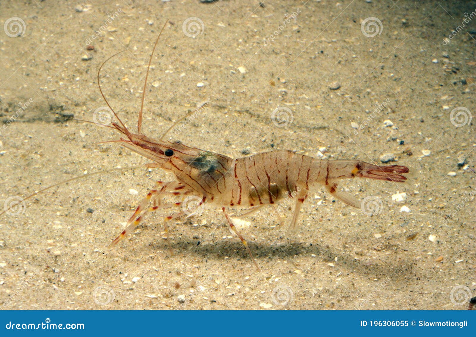 Common Prawn Palaemon Serratus Stock Images by Megapixl