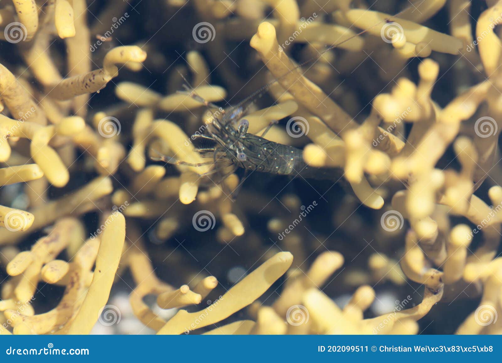 Common Prawn, Palaemon Serratus, on Algae in a Rock Pool Stock Image ...