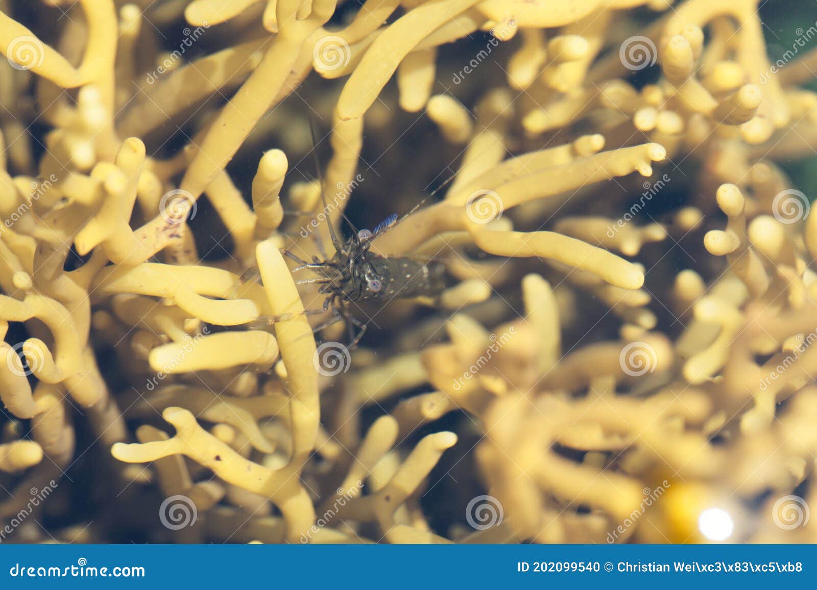 Common Prawn, Palaemon Serratus, on Algae in a Rock Pool Stock Photo ...
