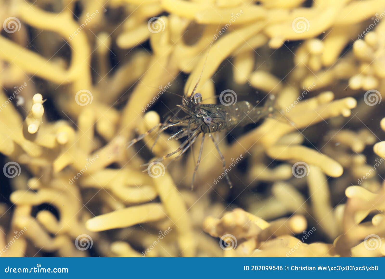 Common Prawn, Palaemon Serratus, on Algae in a Rock Pool Stock Photo ...