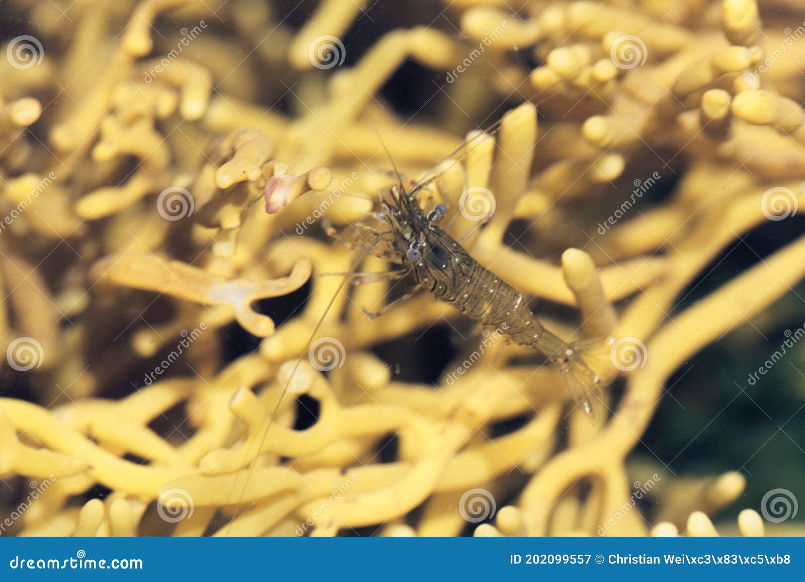 Common Prawn, Palaemon Serratus, on Algae in a Rock Pool Stock Image ...