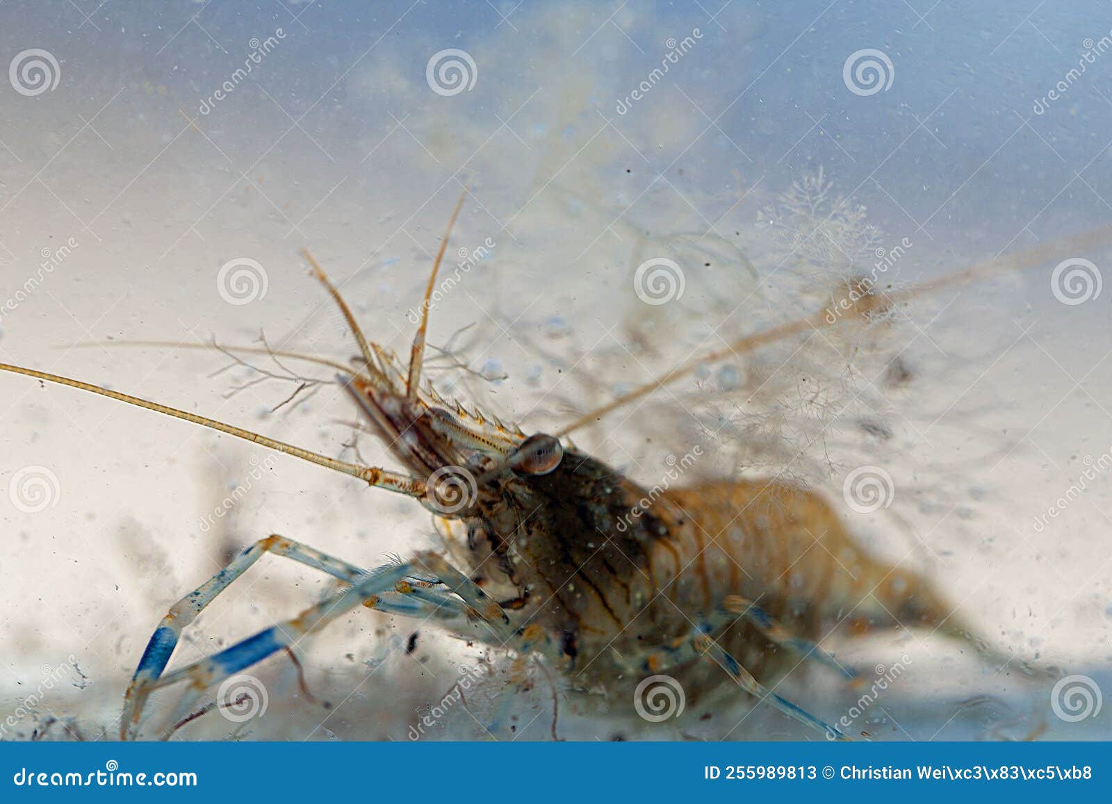 Common Prawn, Palaemon Serratus Stock Image - Image of environment ...