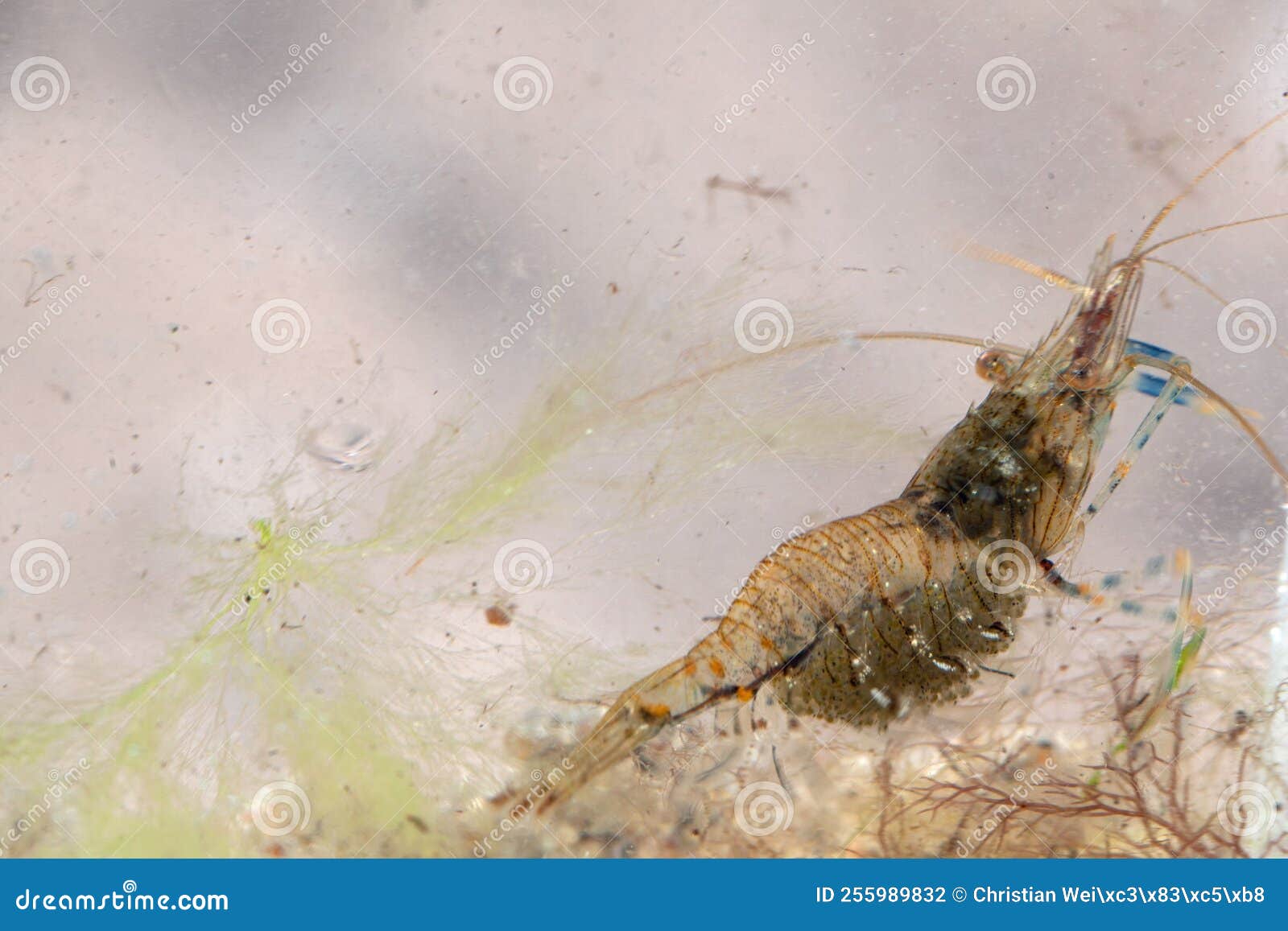 Common Prawn, Palaemon Serratus Stock Photo - Image of antennae ...