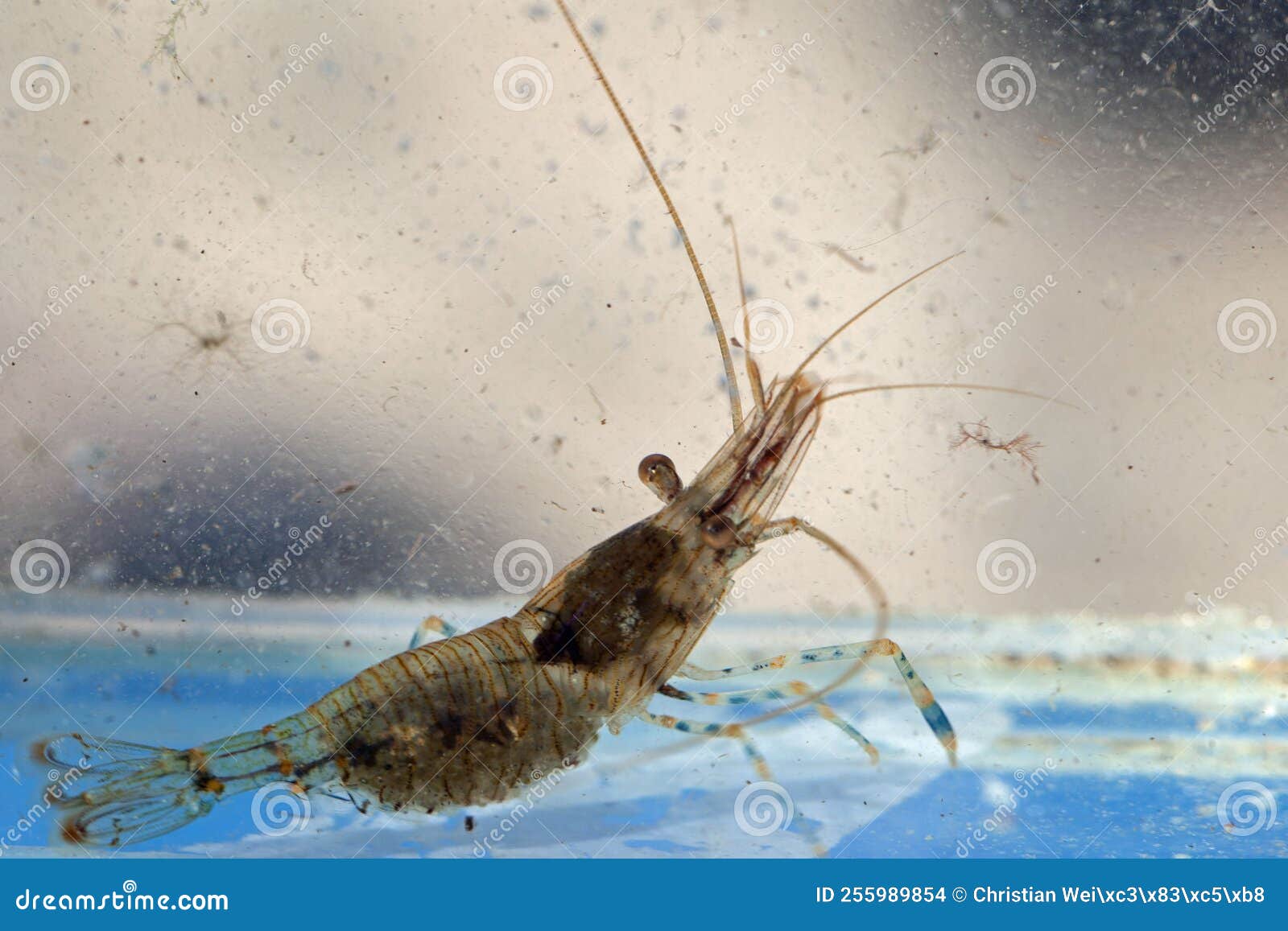 Common Prawn, Palaemon Serratus Stock Photo - Image of common, ecology ...