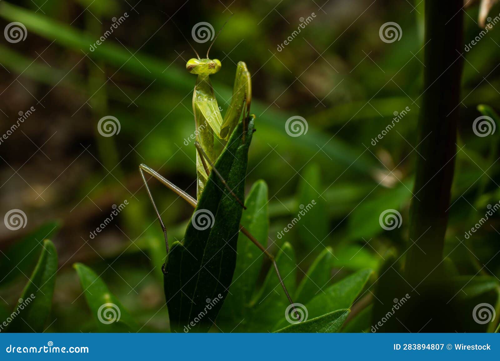 Common Praying Mantis Perched Atop a Patch of Lush Green Grass Stock ...
