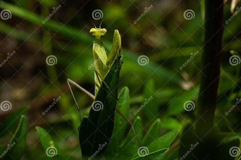 Common Praying Mantis Perched Atop a Patch of Lush Green Grass Stock ...