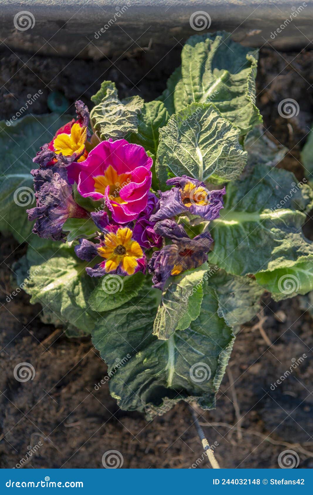 The Common Primrose Frost Bitten in the Early Spring. Primula Damaged ...